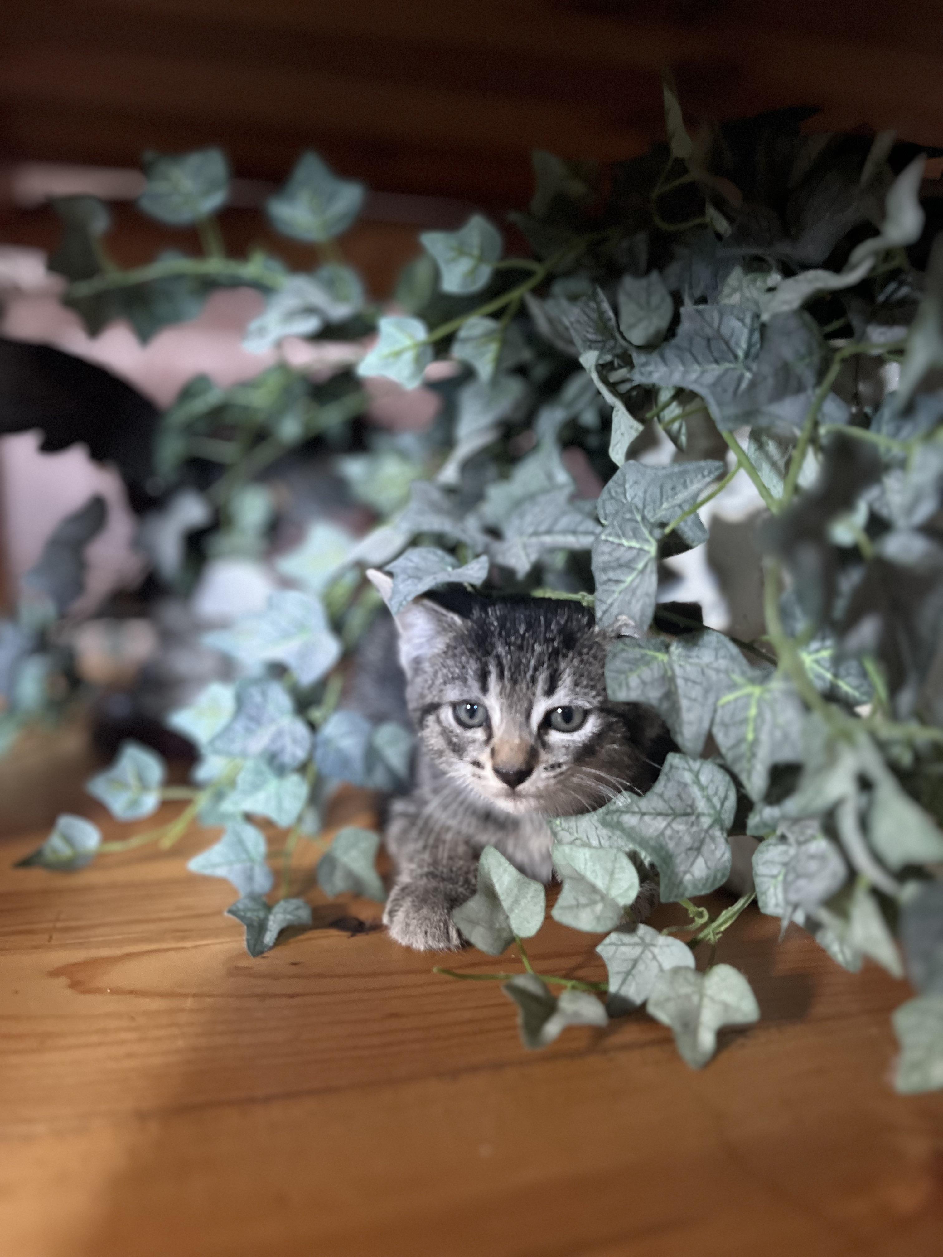 Literally the best photo of my kitten | Scrolller