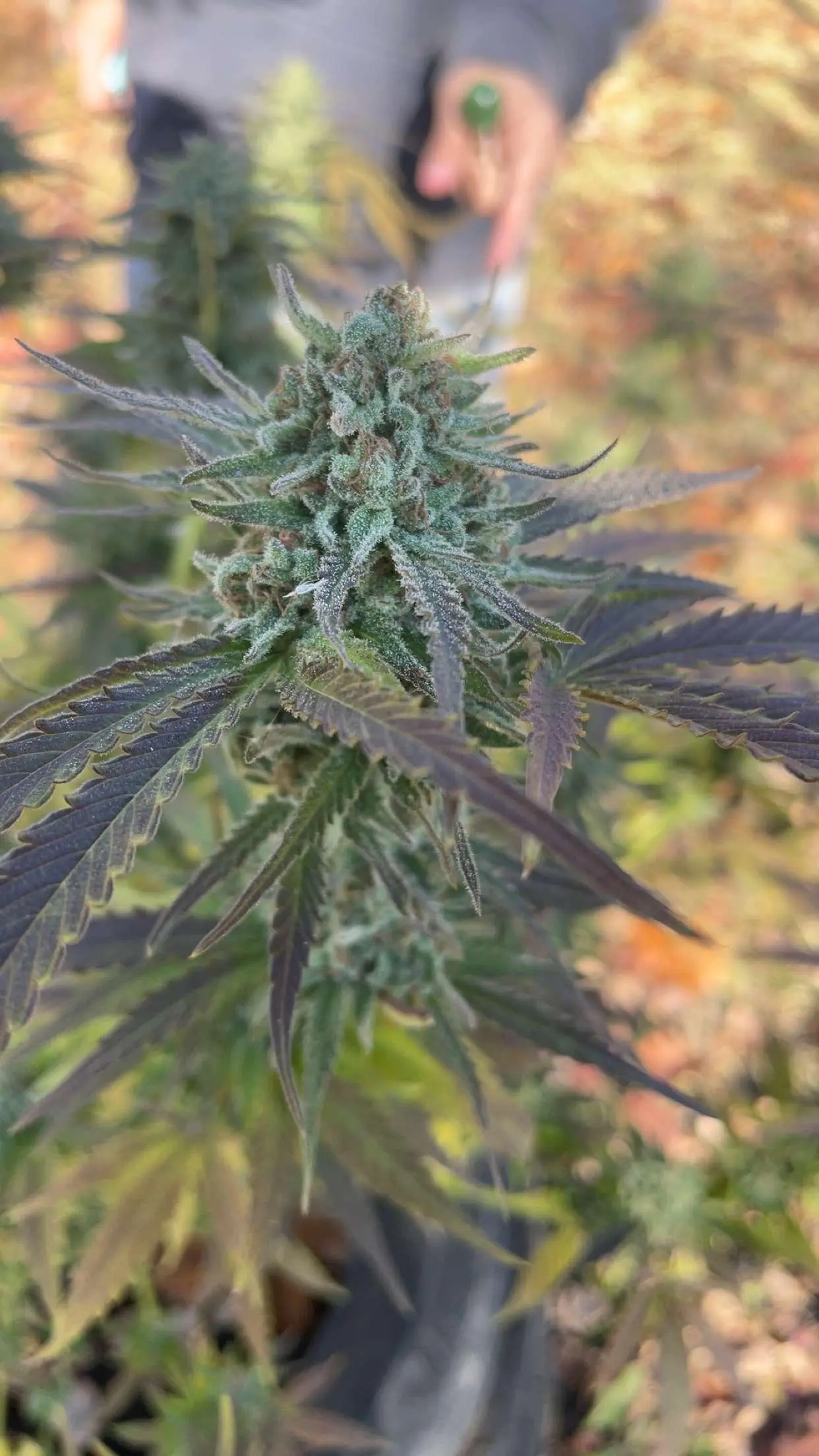 Lithium OG | Scrolller