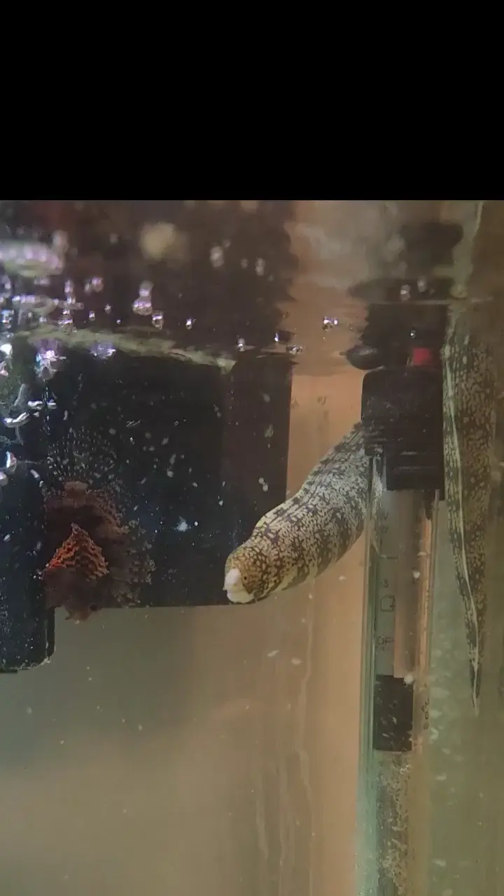 Little Bill Hanging On the Heater, Meeting My New Fuzzy | Scrolller