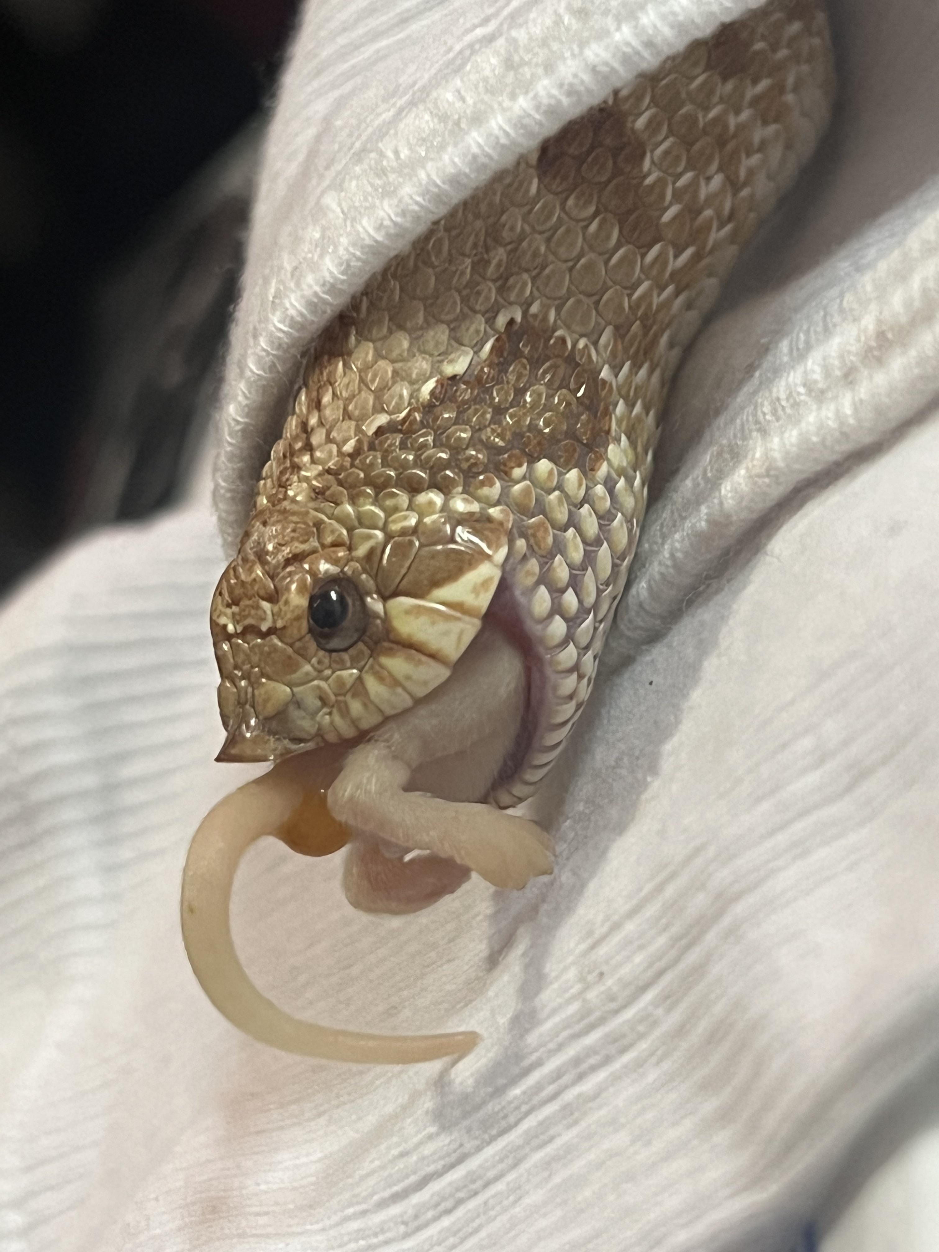 Little derpy snake | Scrolller
