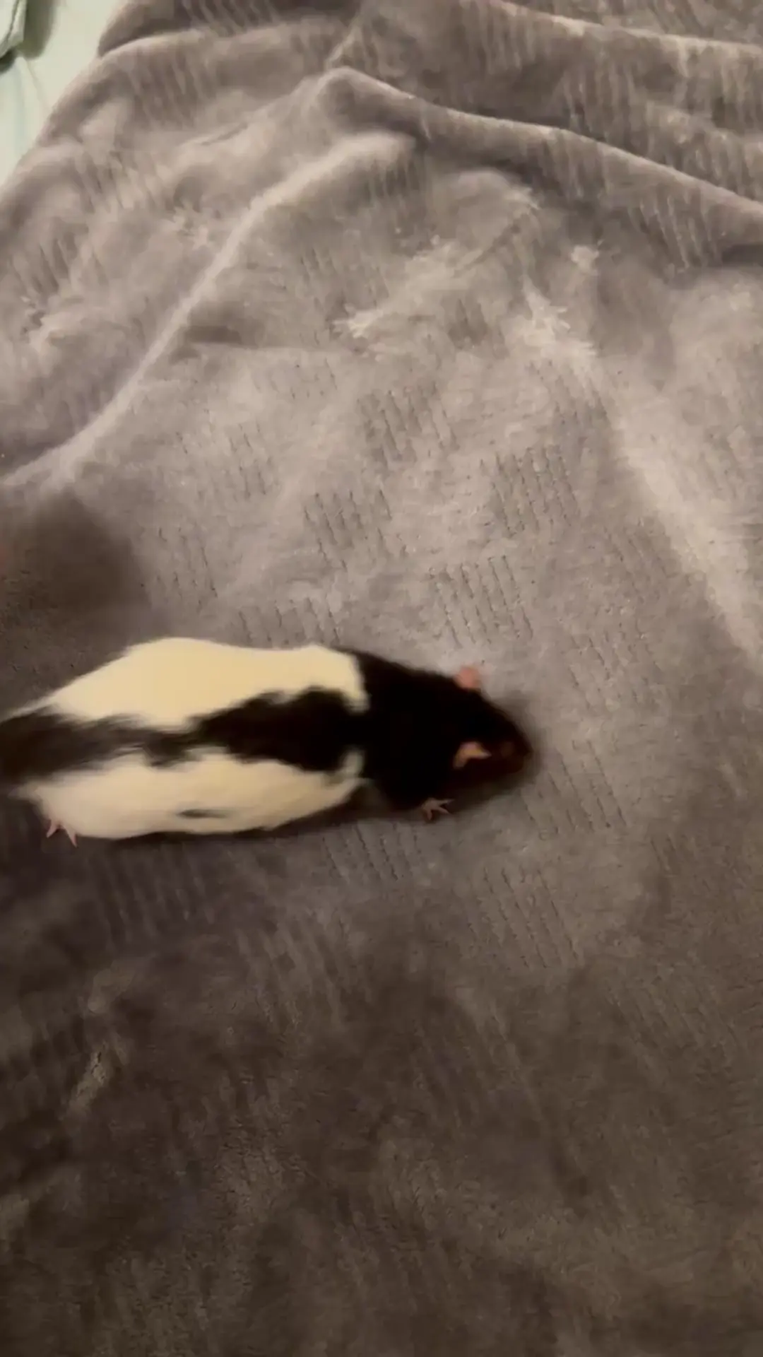 Little footprints | Scrolller