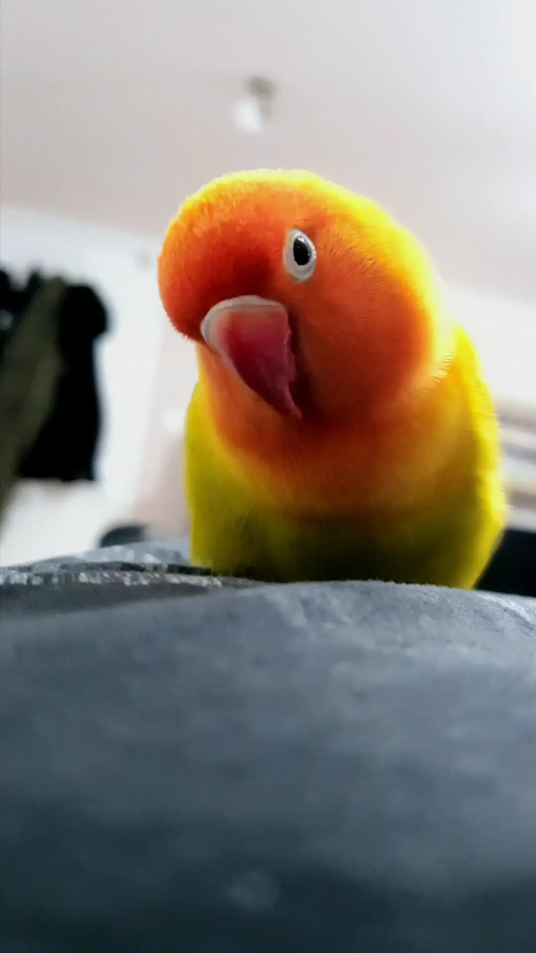 Little Koko | Scrolller