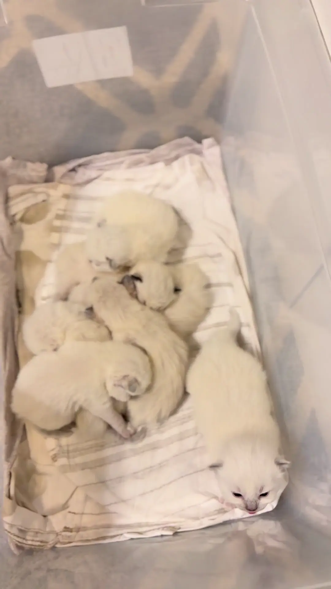 Little nuggets | Scrolller