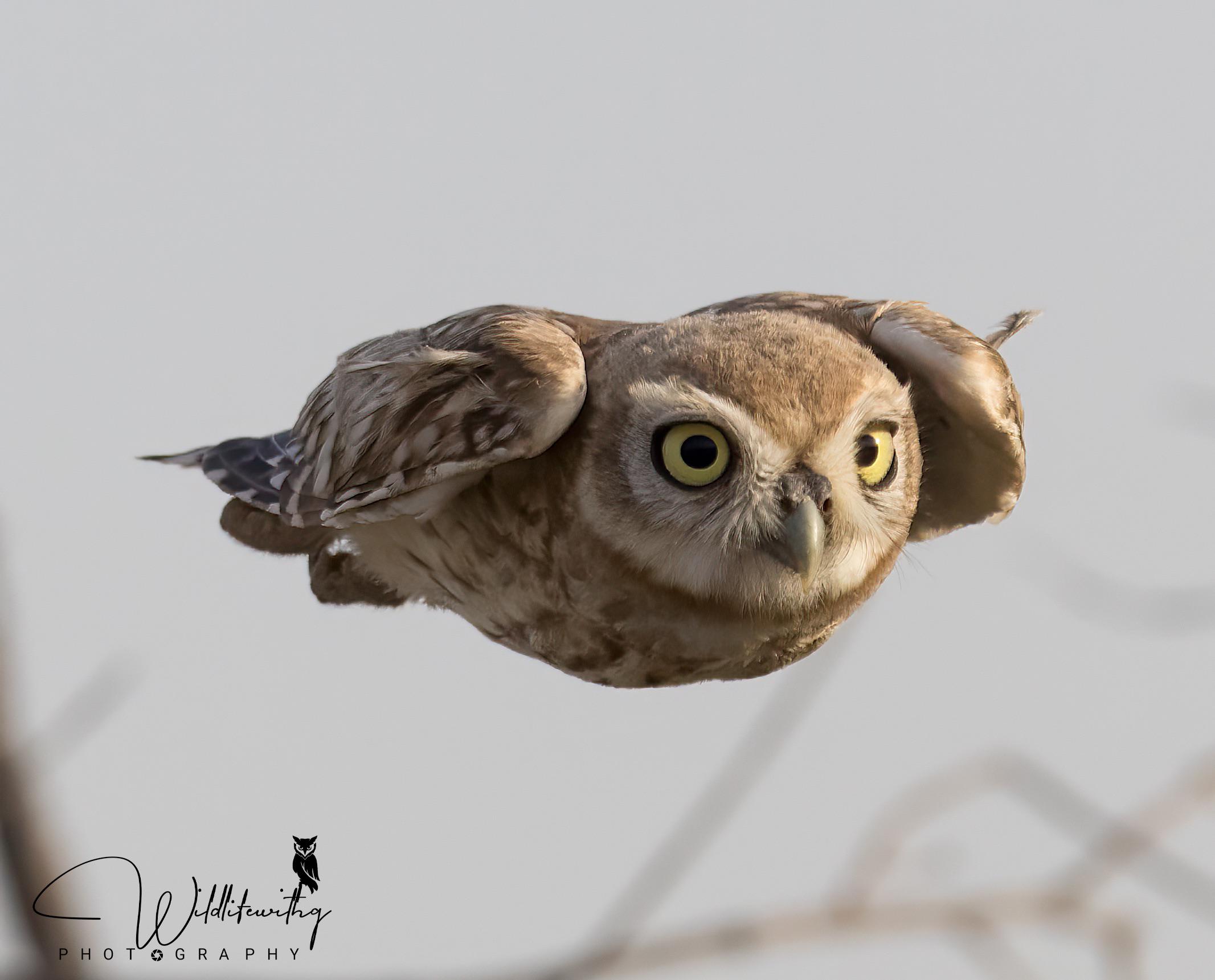 Little Owl in flight | Scrolller