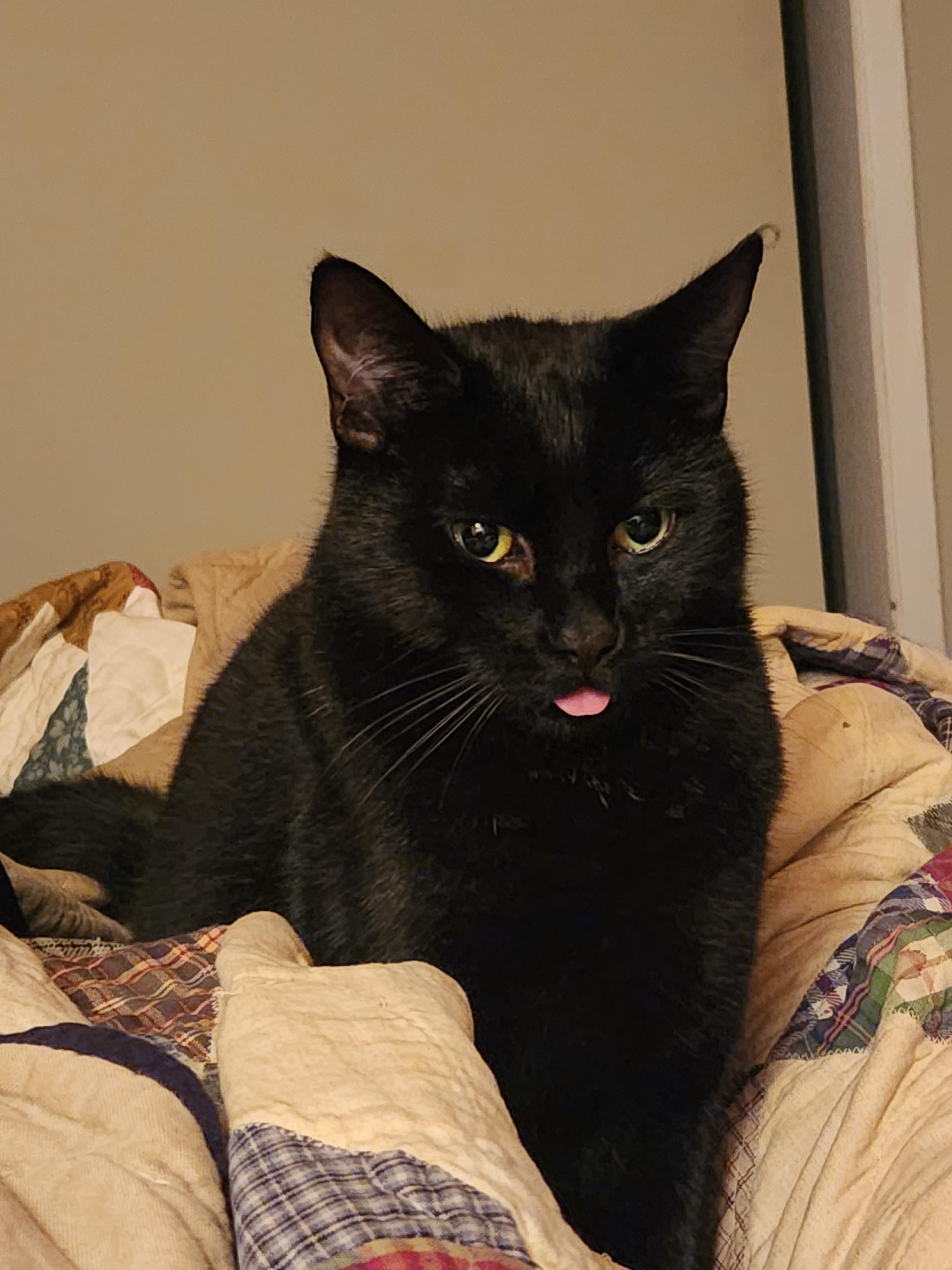 Little Void Blep | Scrolller