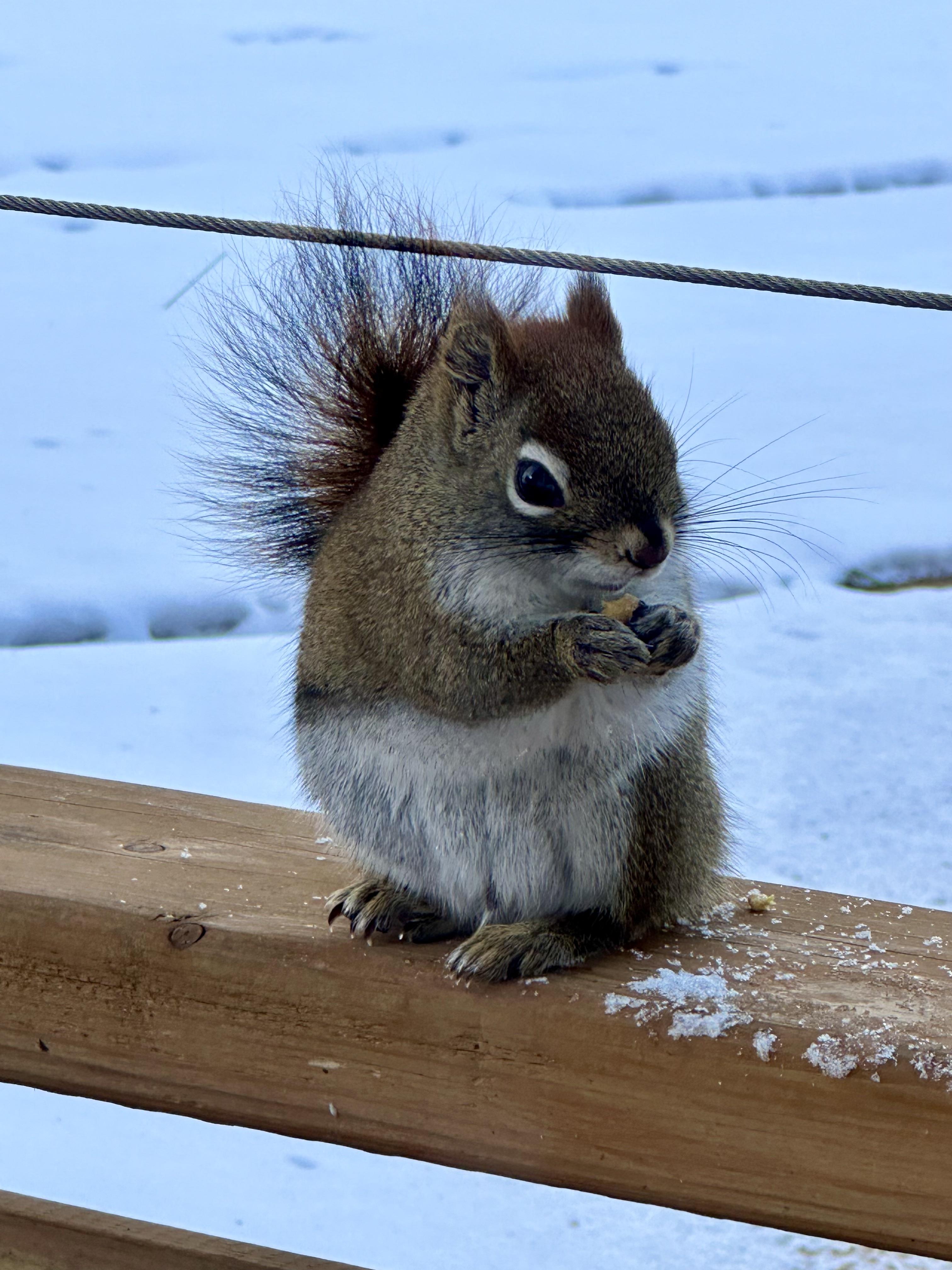 Discover more like Squirrels: My sweet furry son and Related Content | Scrolller