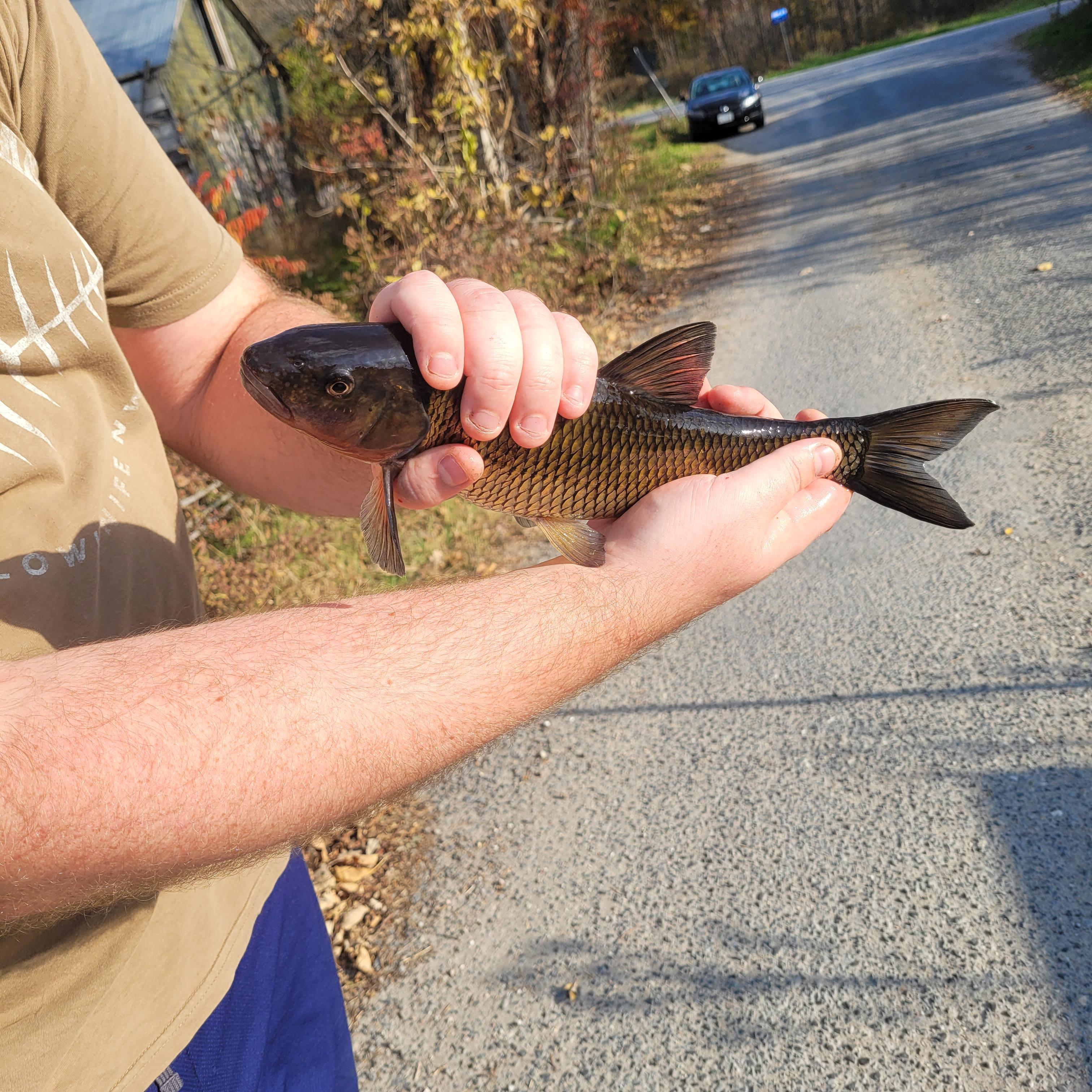 Fish identification help | Scrolller