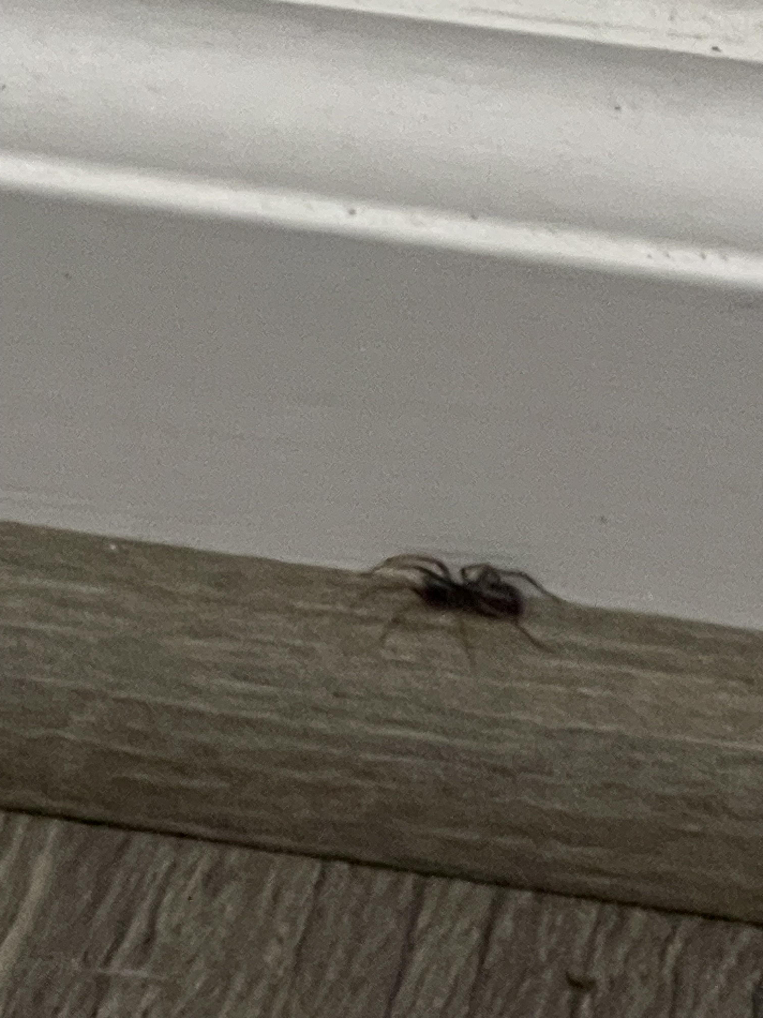 What is this spider? | Scrolller