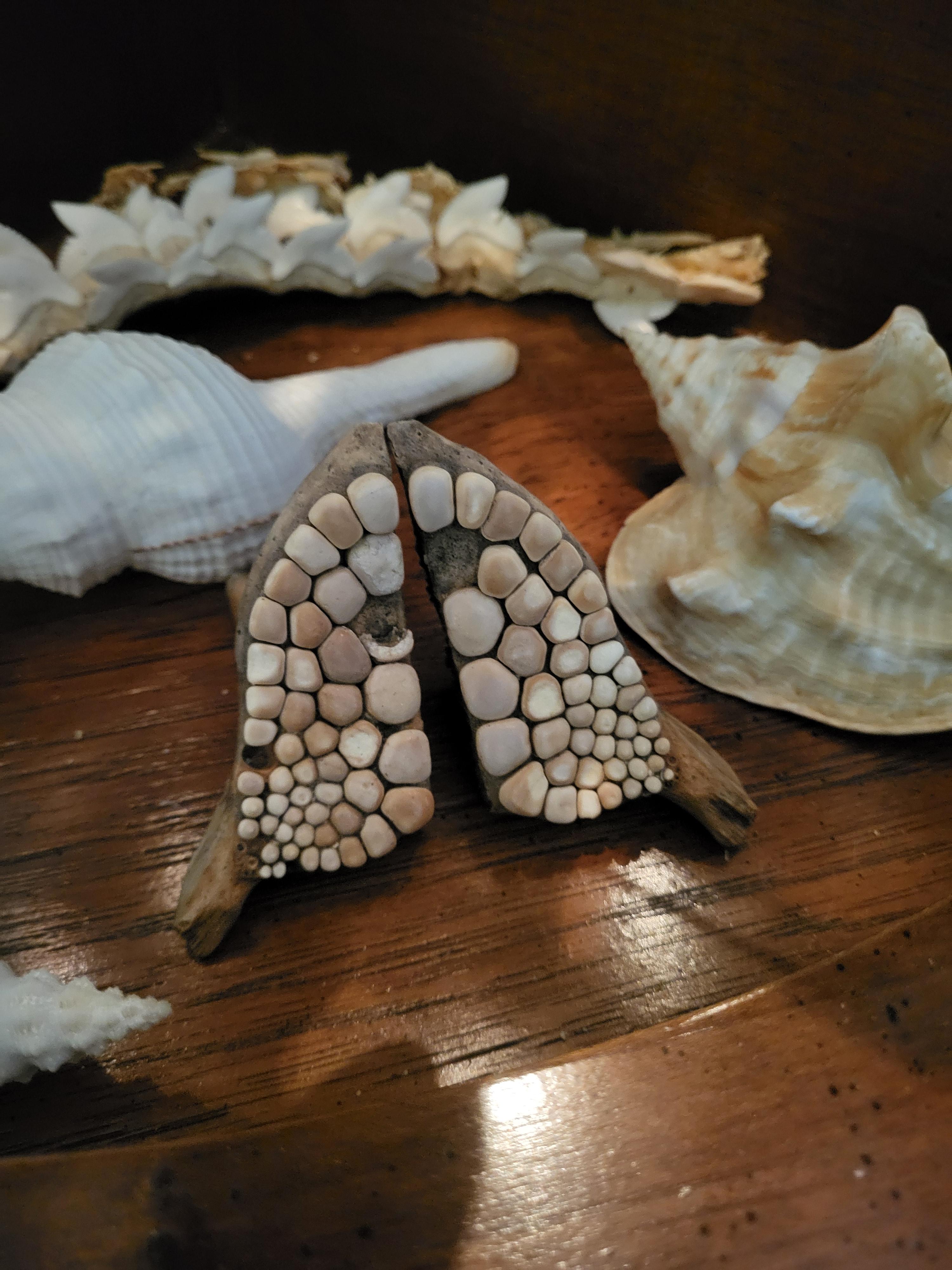 Help me identify this fossil | Scrolller