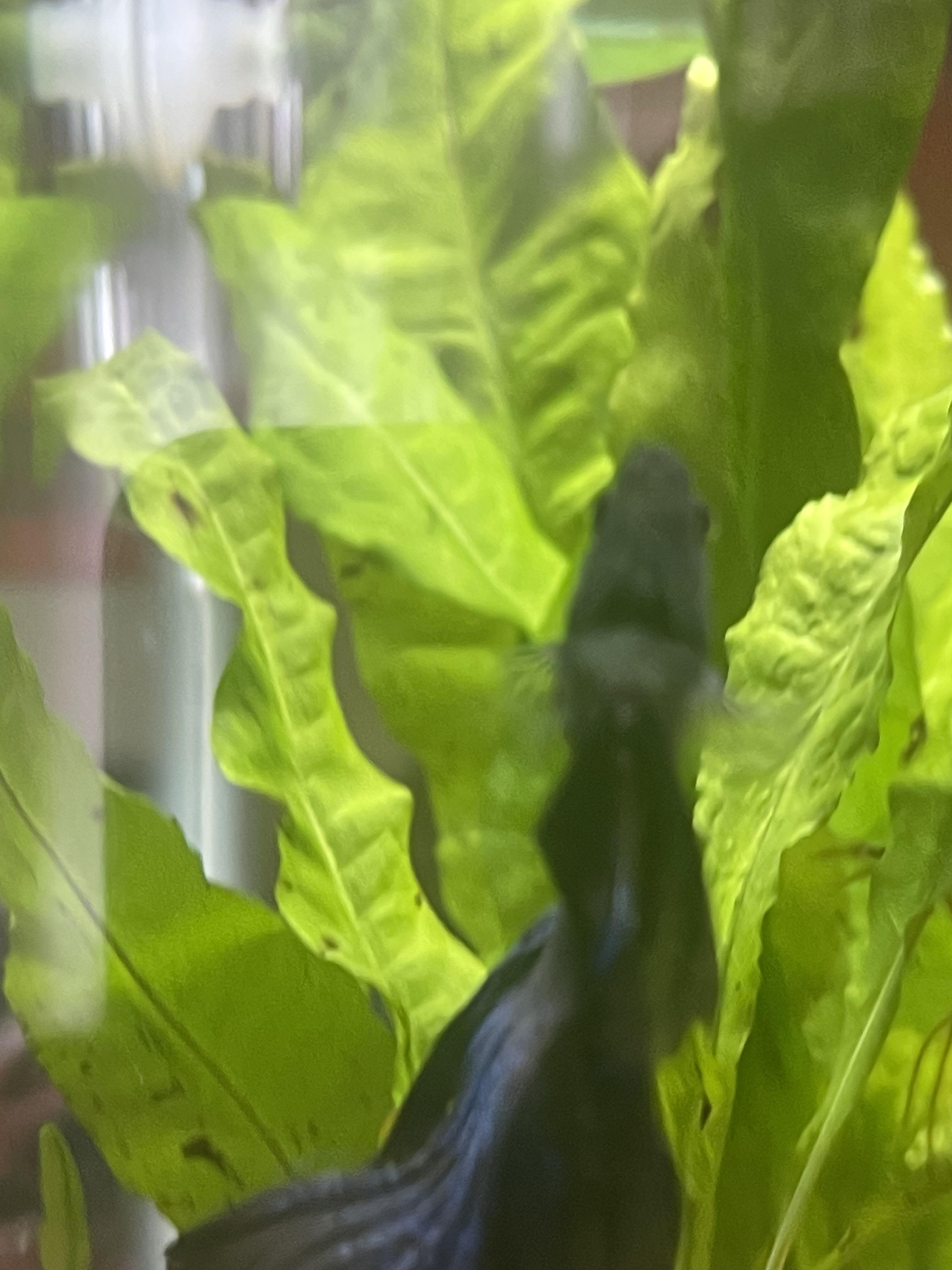 HELP! Betta stomach turning white. | Scrolller