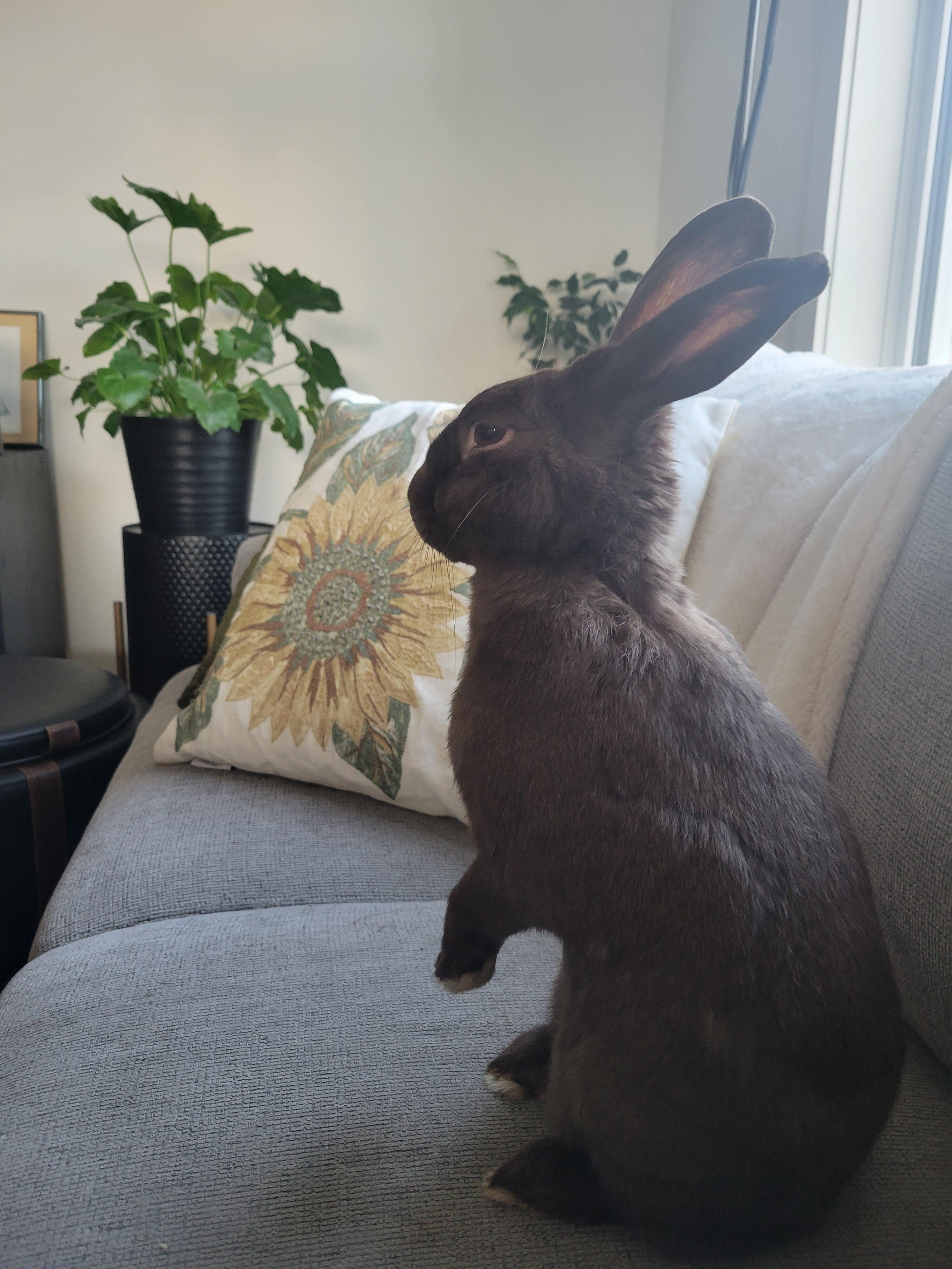 Boris hears a bark | Scrolller