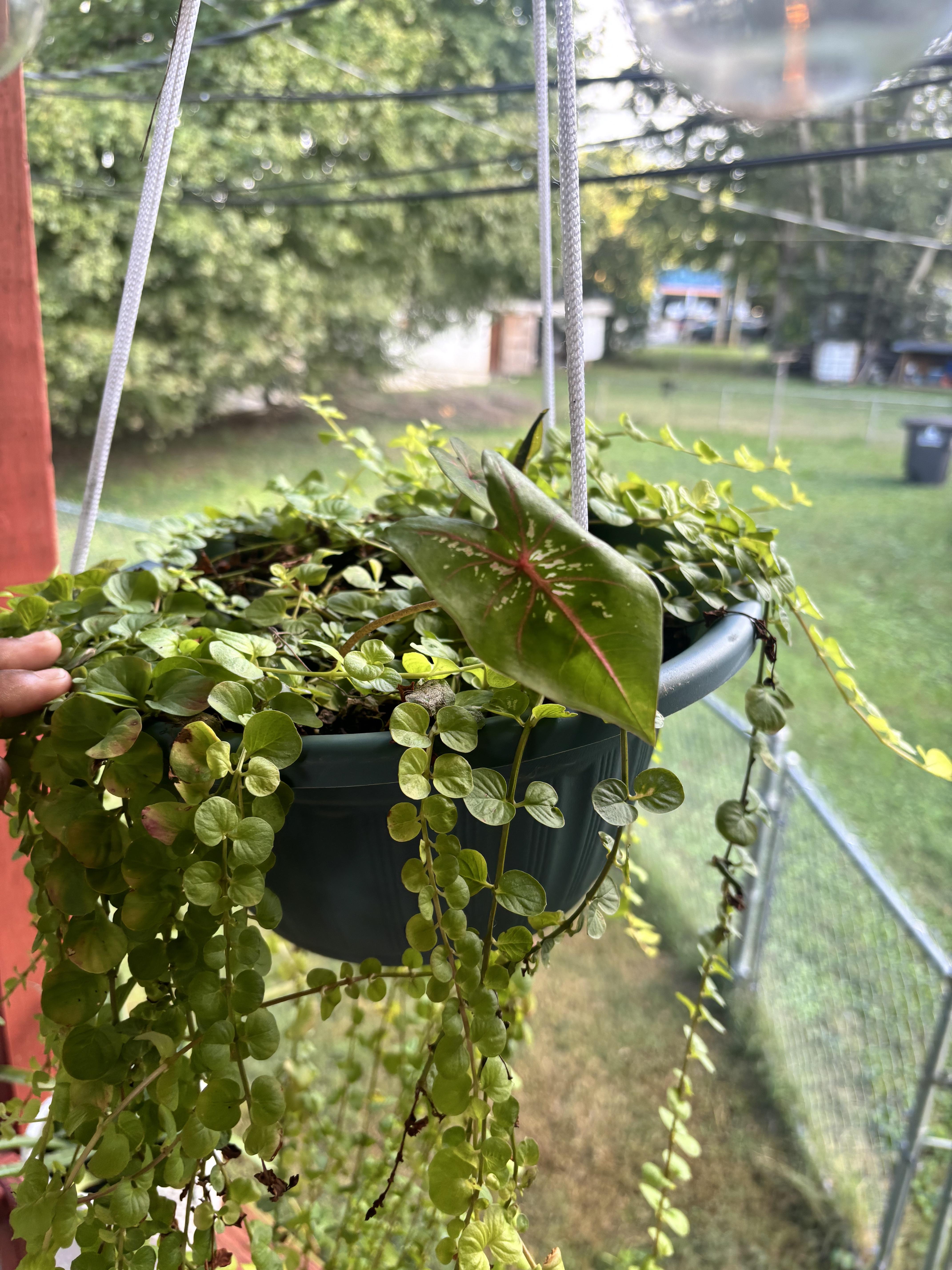 Pink creeping Jenny | Scrolller