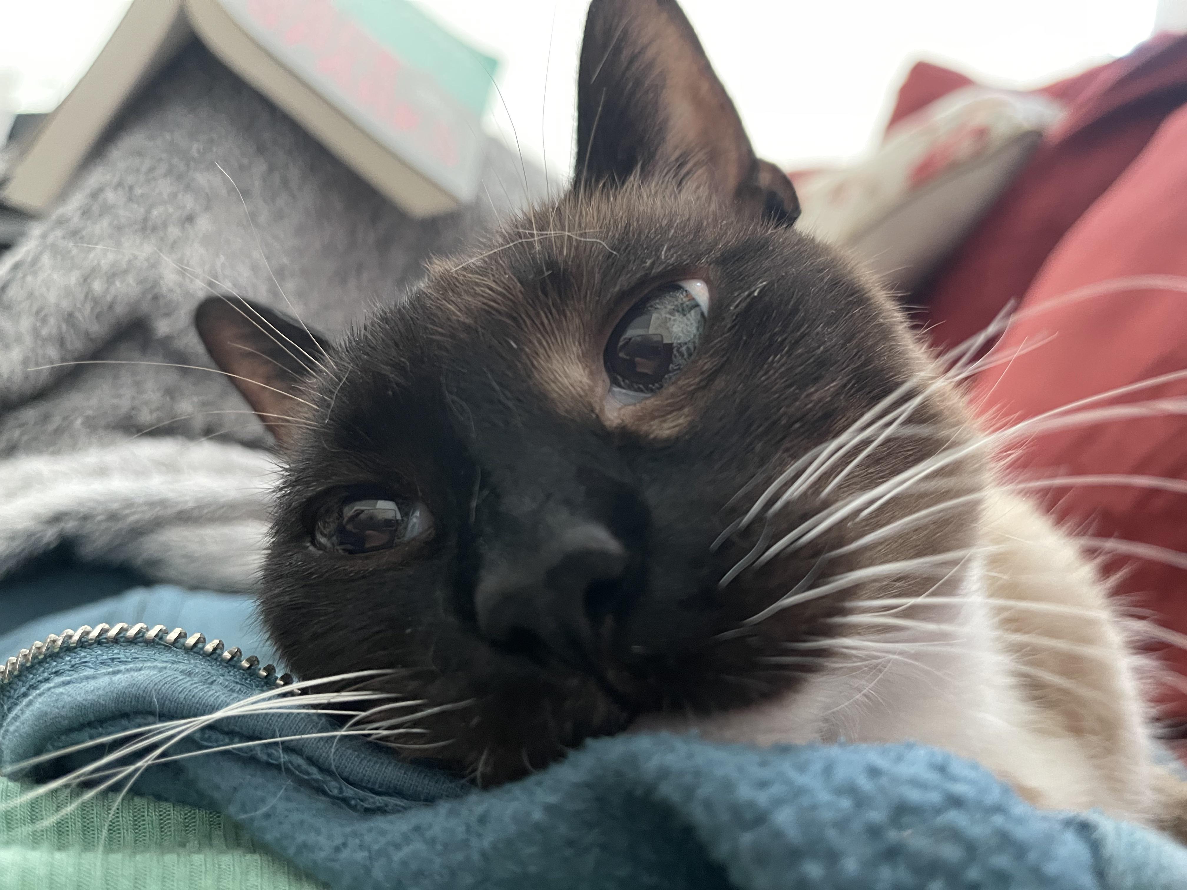 Show me your cats with human names! | Scrolller