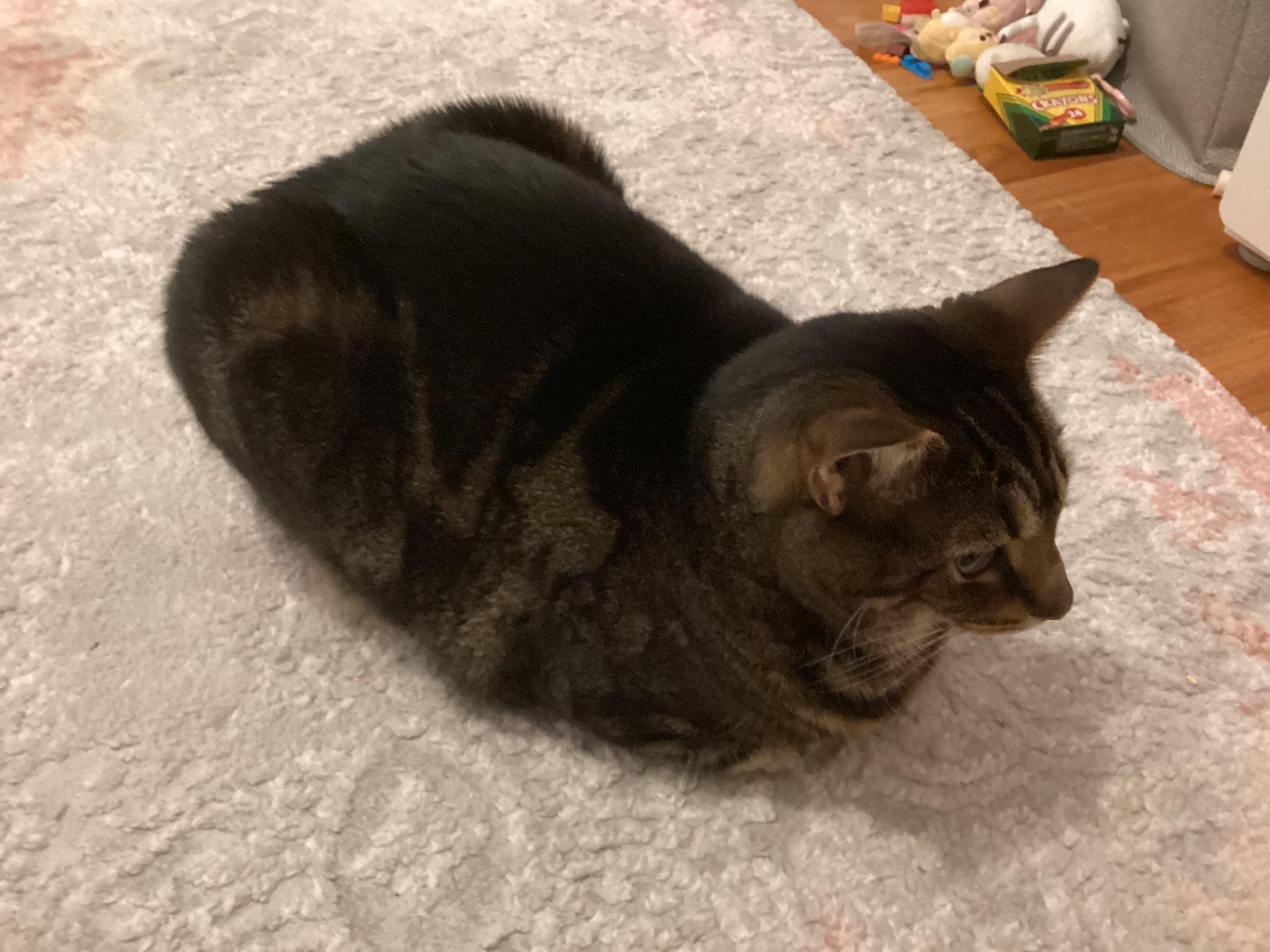 LOAF | Scrolller