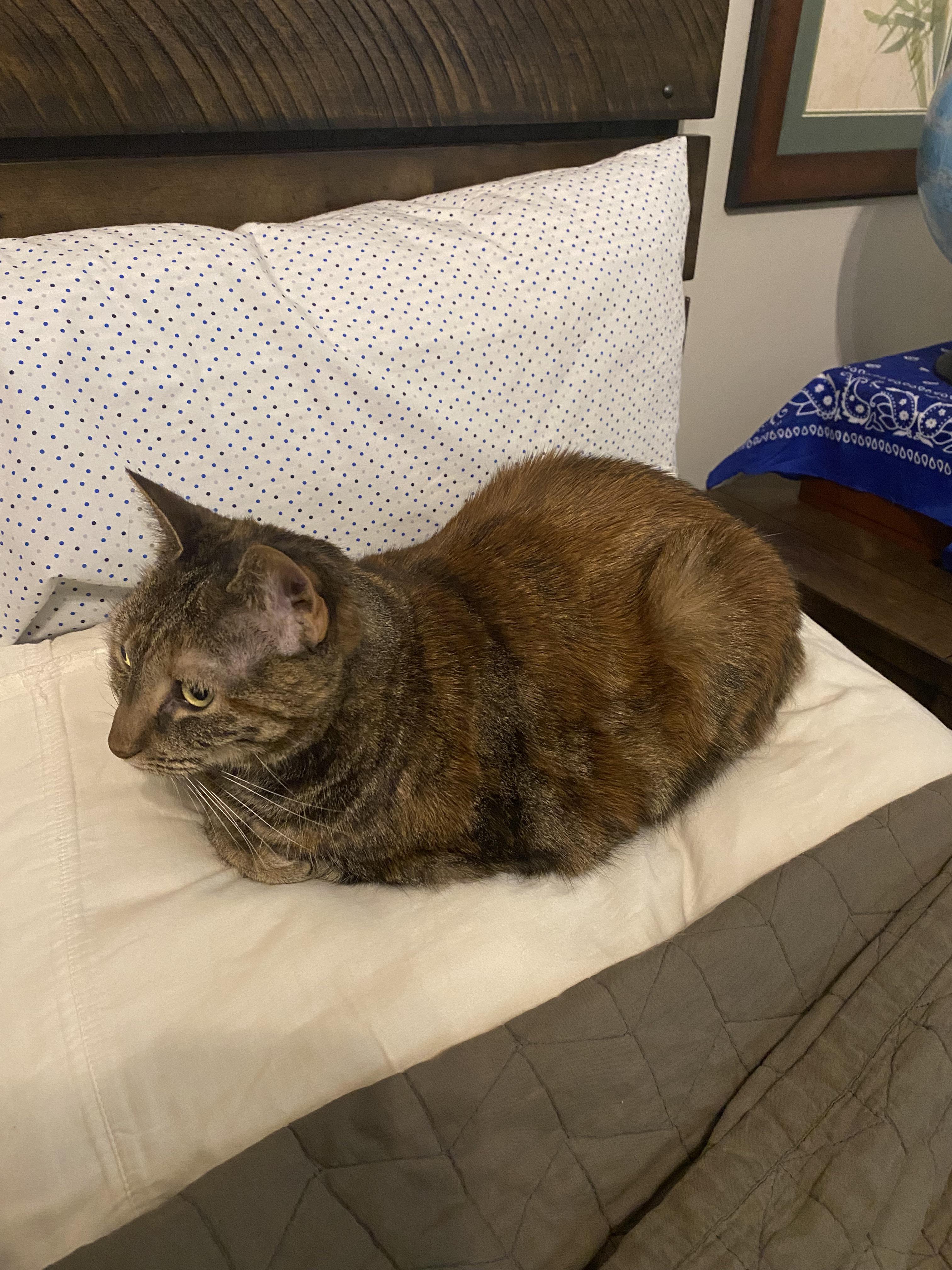 Loaf | Scrolller