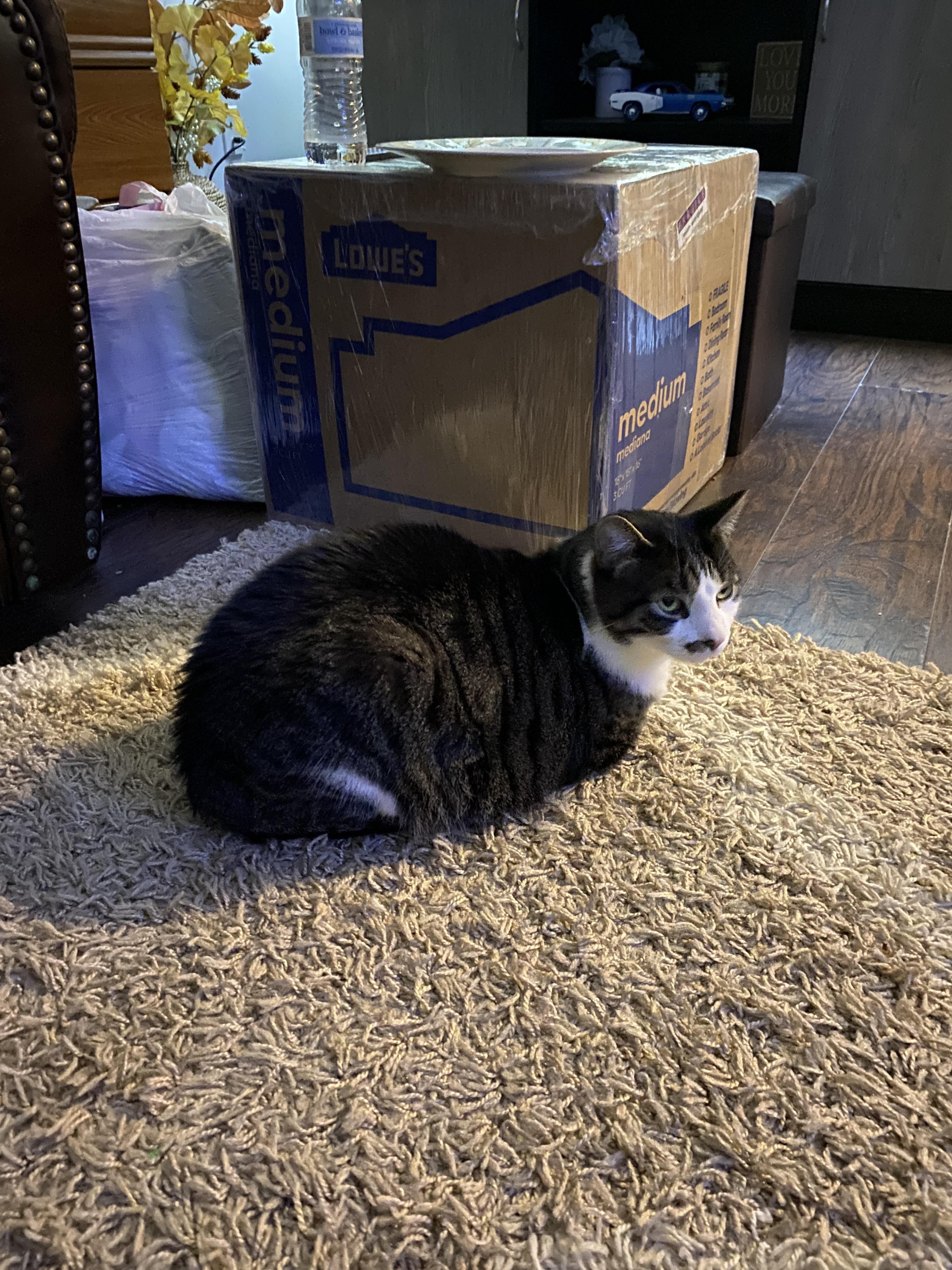 Loaf | Scrolller