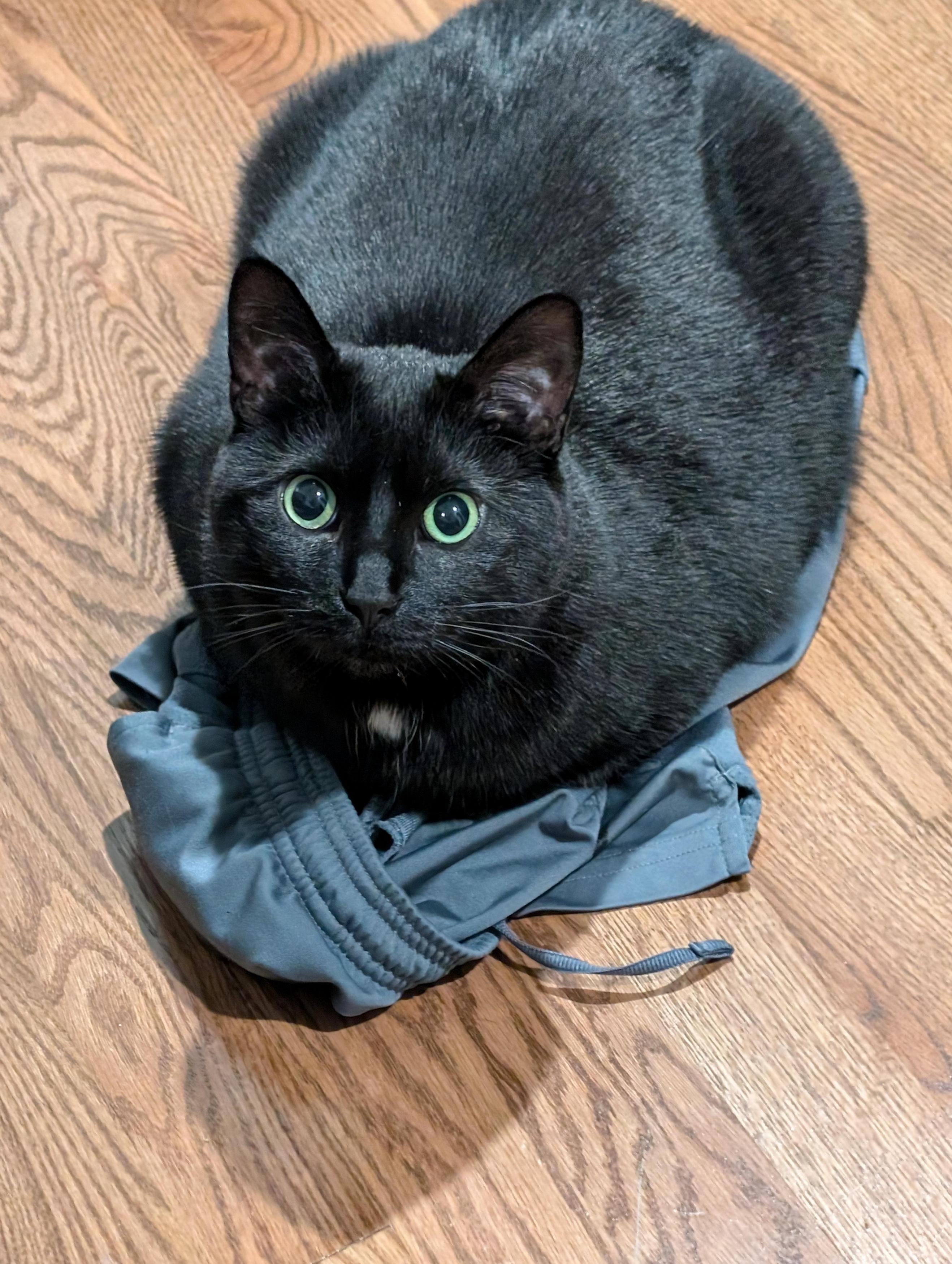 Loaf keeping shorts warm. | Scrolller