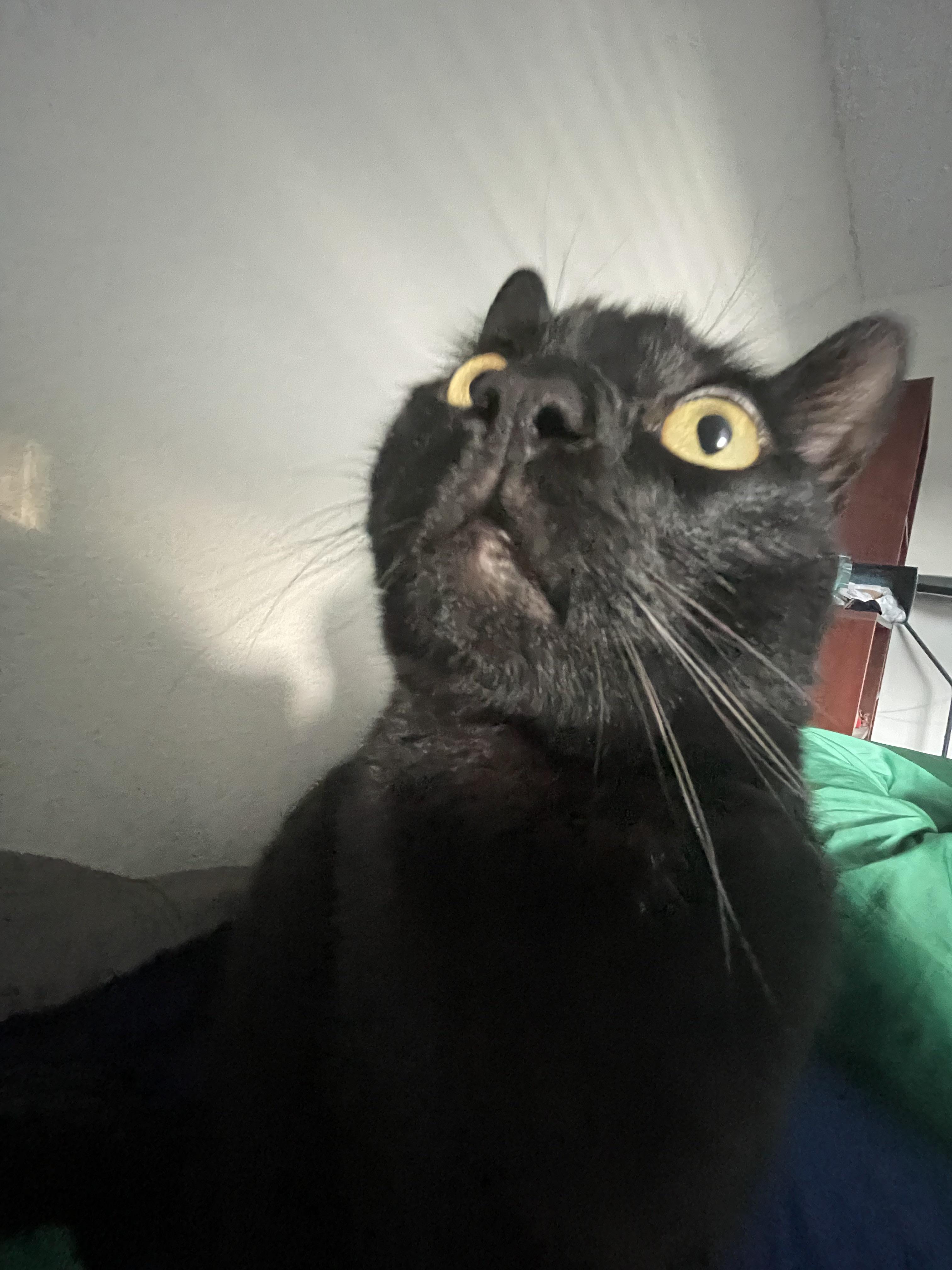 Loki is shocked sunbeams are not edible | Scrolller