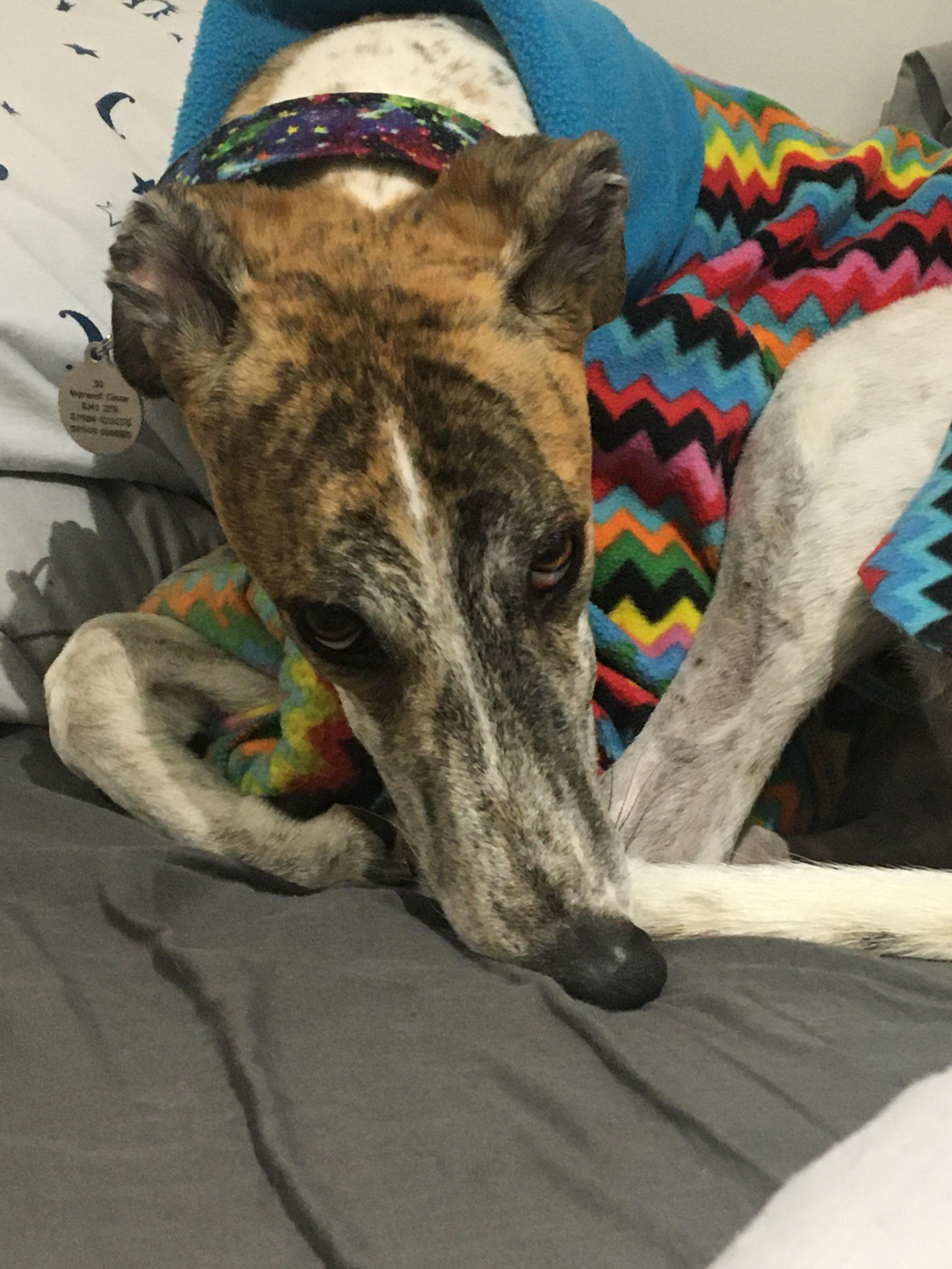 LoNg BoY bReAkS hIs HeCkIn SnOoT!!! | Scrolller