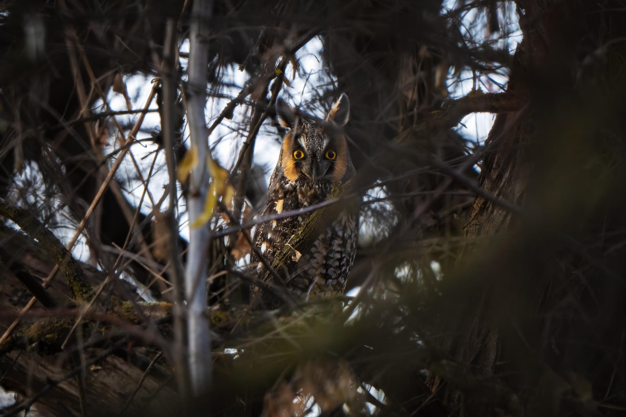 Long-Eared Owl, Eastern Washington. | Scrolller