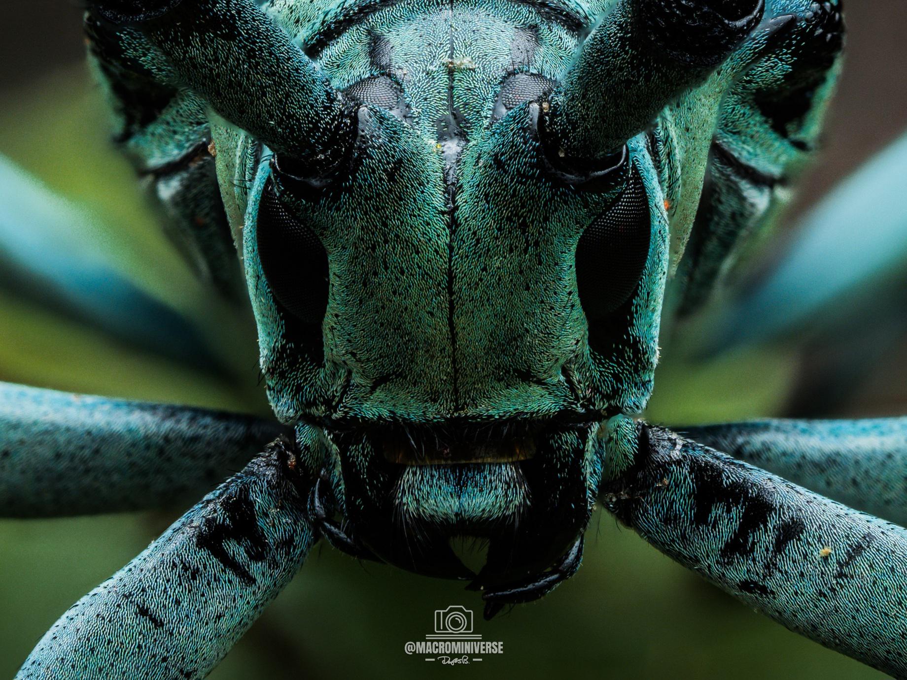 Longhorn Beetle (Anoplophora sp.) [OC] | Scrolller