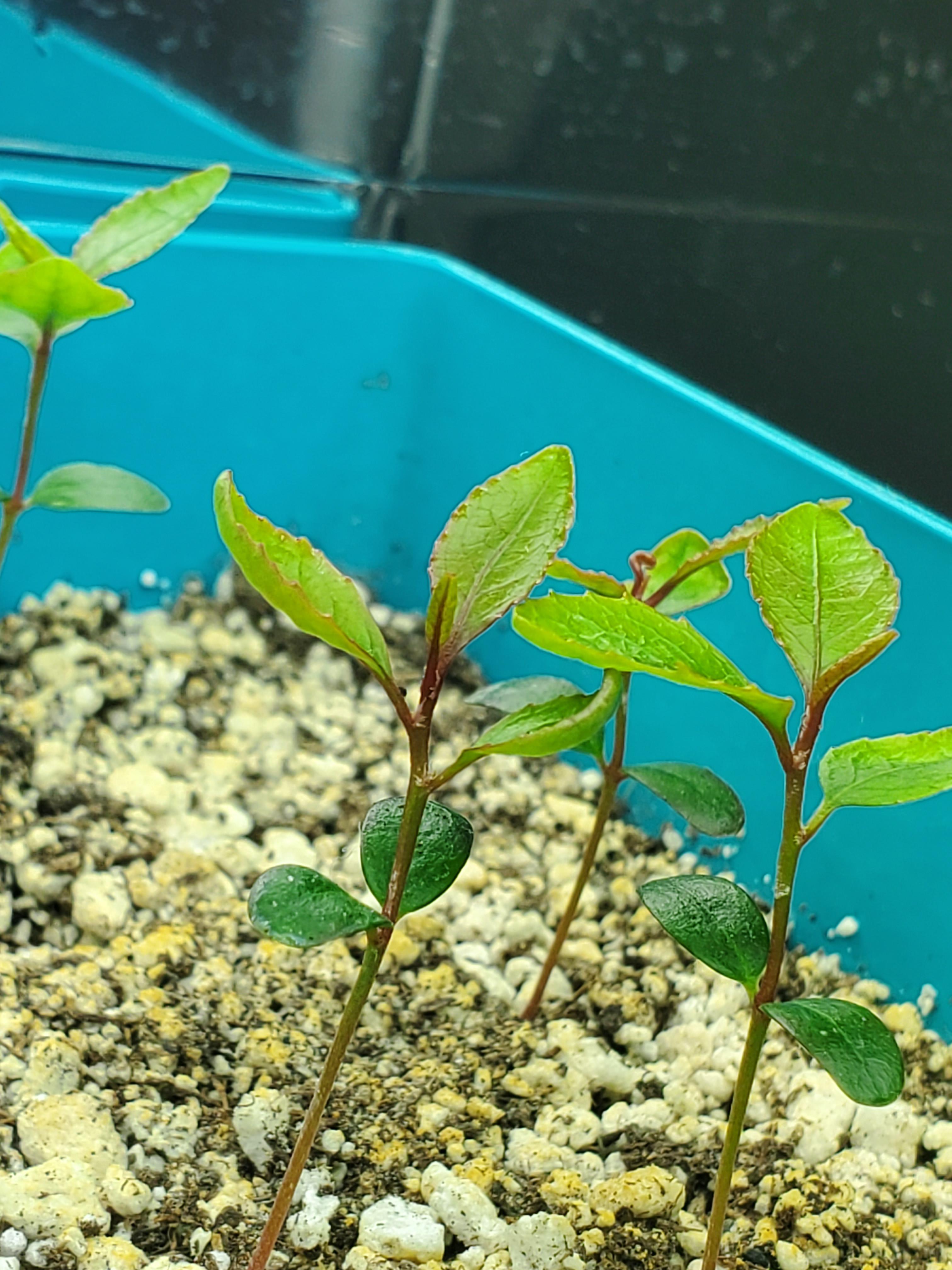 Looking good ? When should I repot ? What are the pots you're using ? | Scrolller