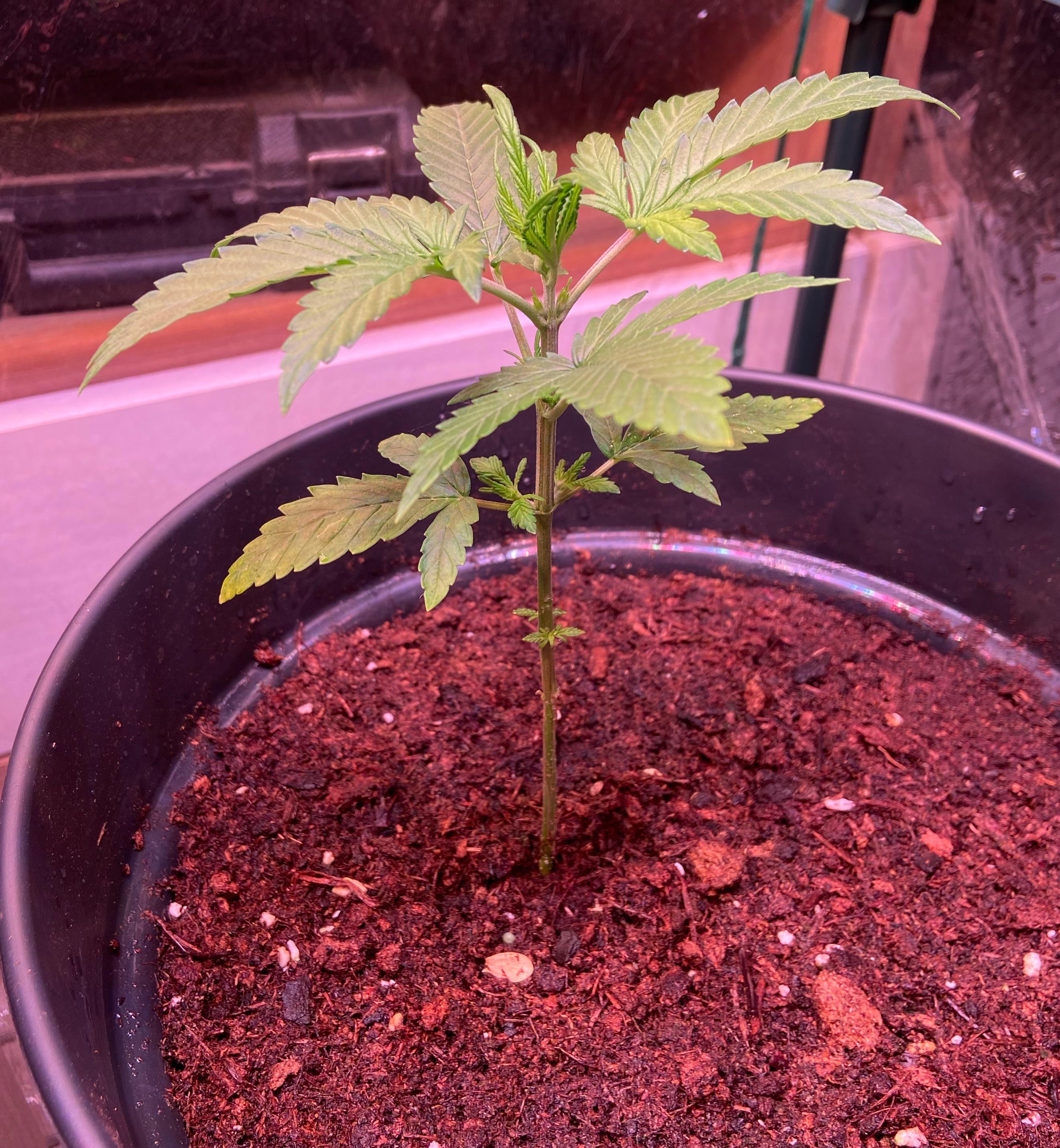 Looks better than the second | Scrolller