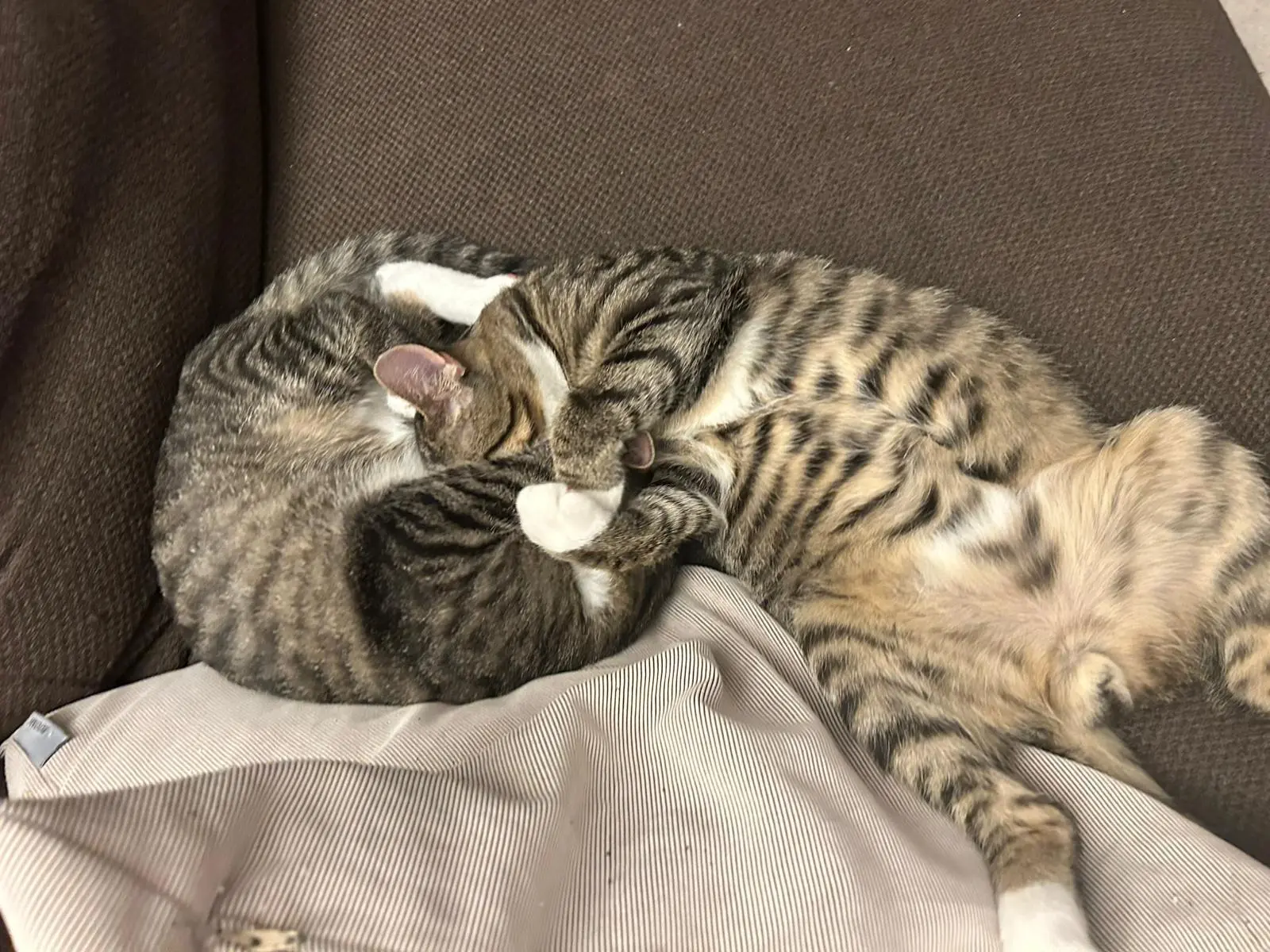 Looks like they‘re cuddling but they‘re actually fighting each other | Scrolller