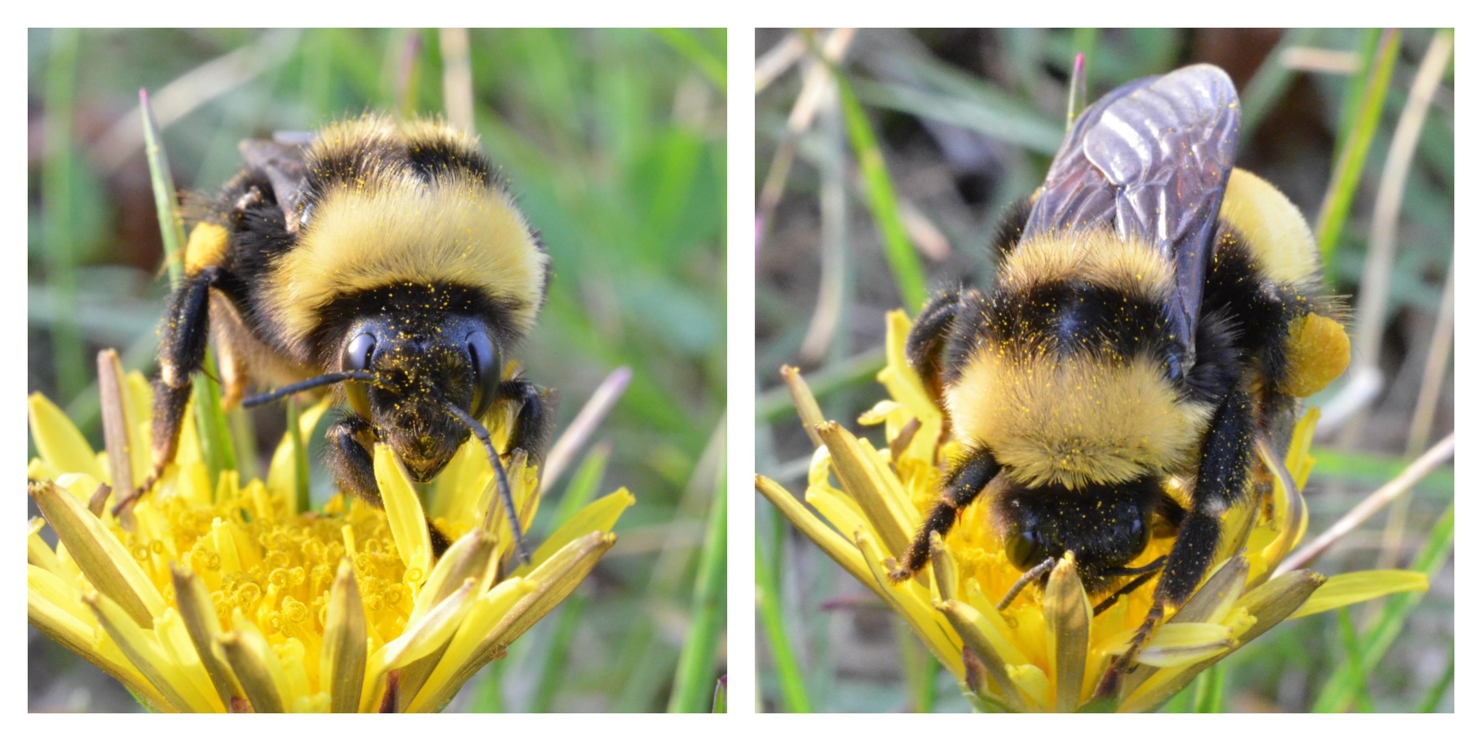 Lost in the sauce! The yellow-banded bumble bee (Bombus terricola), like other bumblebees, is ...