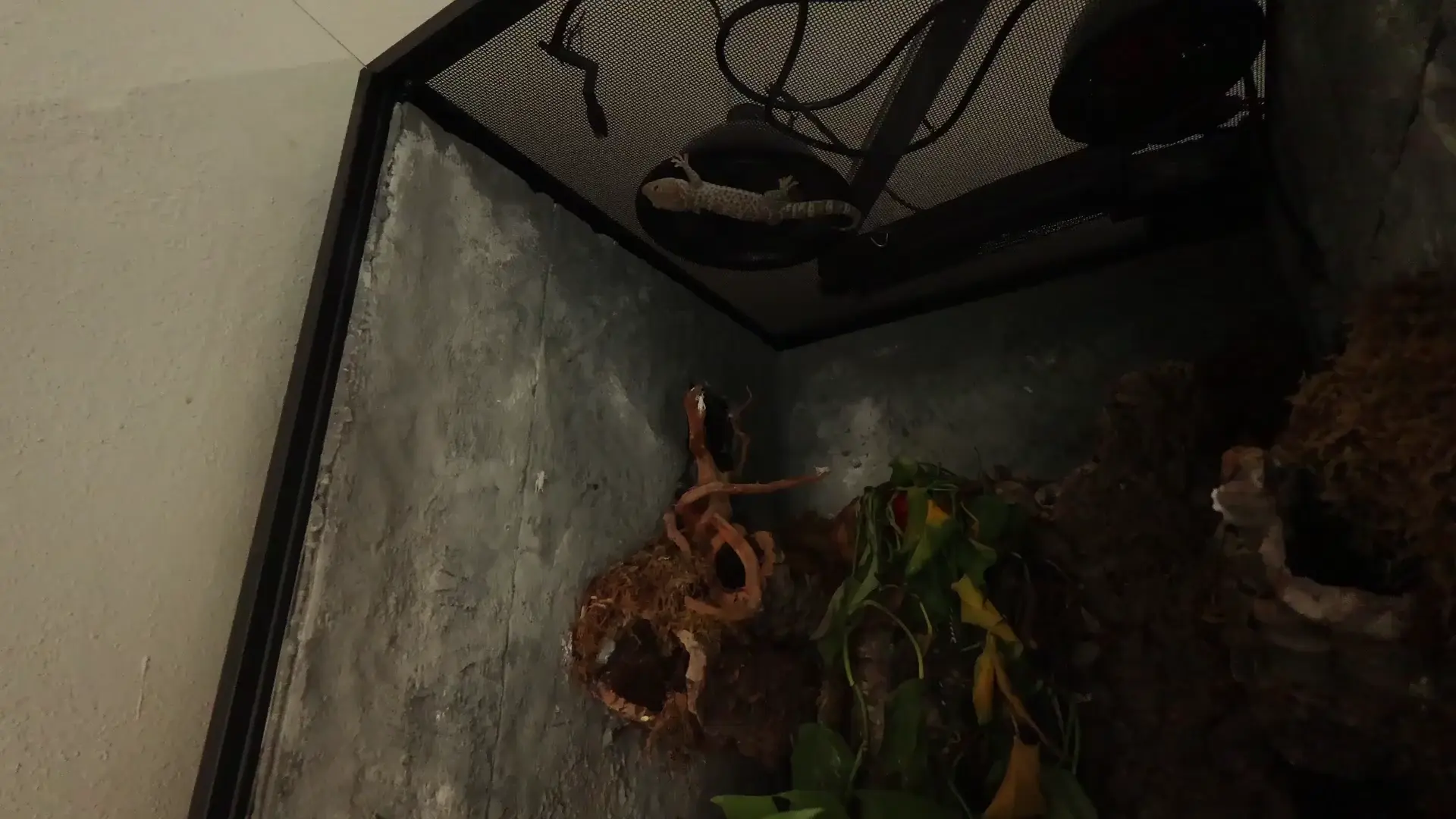 LouLou's growing more comfortable eating while not being hidden! | Scrolller