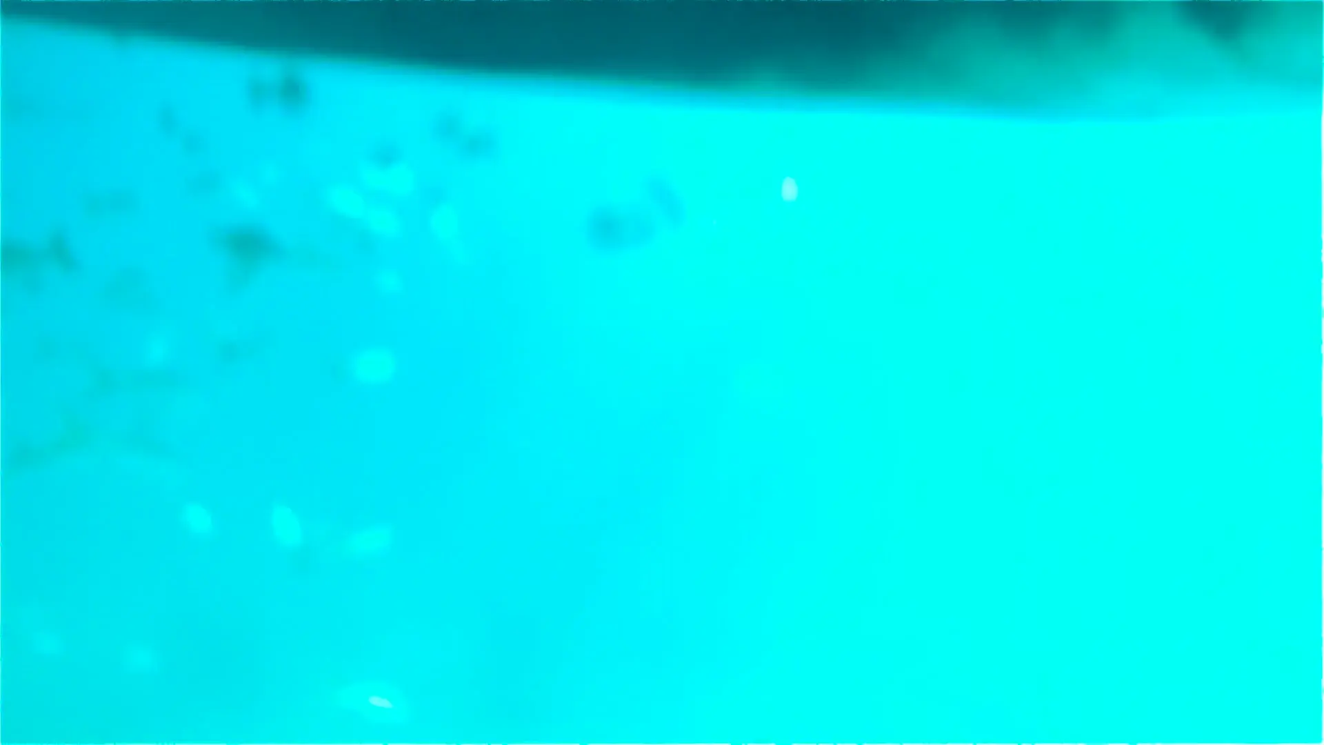 Love Getting In Some Snorkel Time With The Sharks. | Scrolller