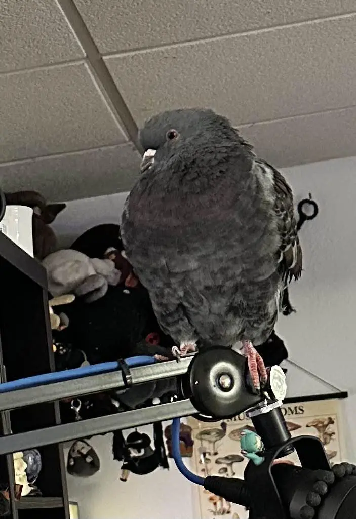 Low quality picture of Commodore Truffles | Scrolller