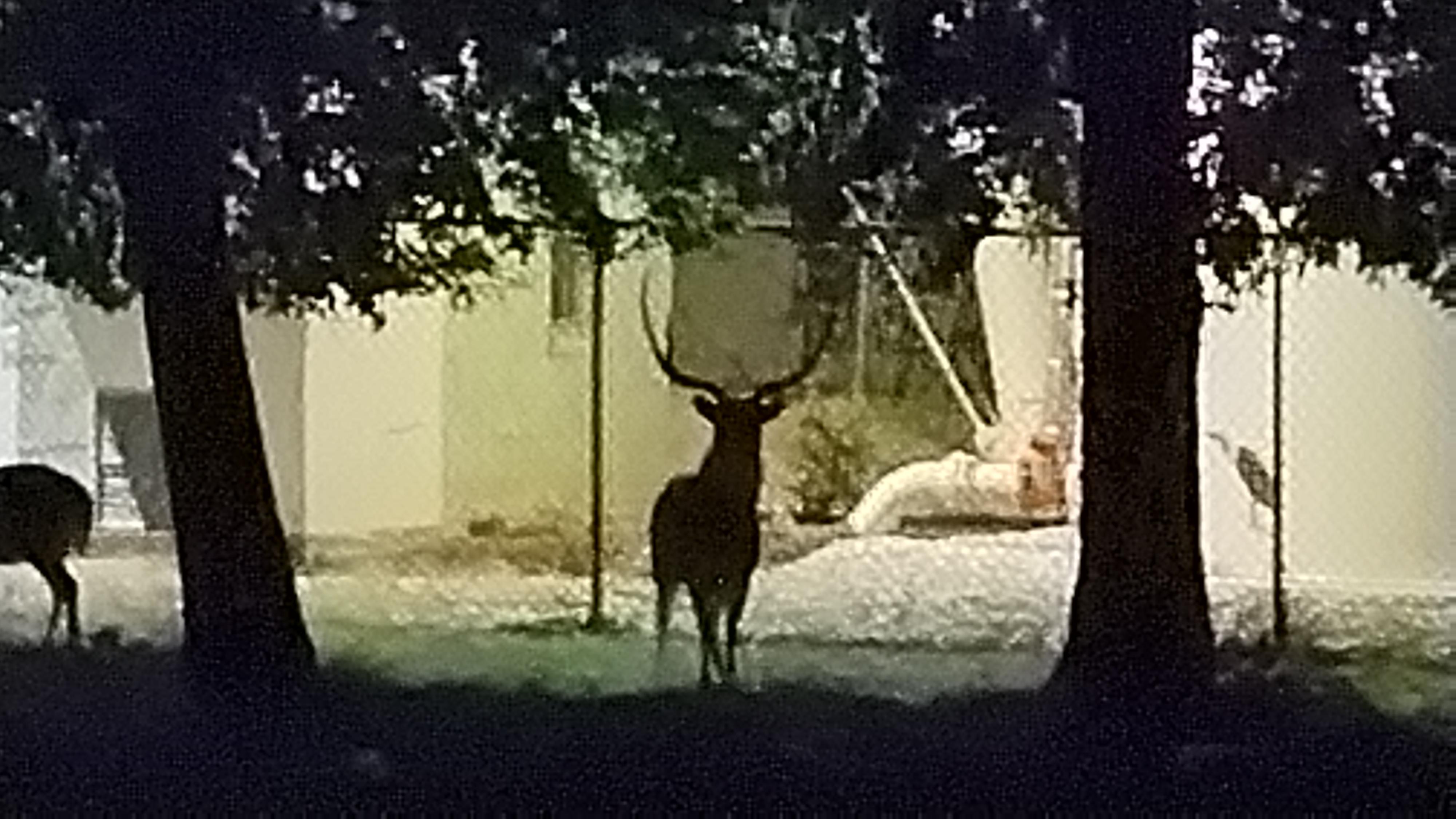 Axis deer | Scrolller