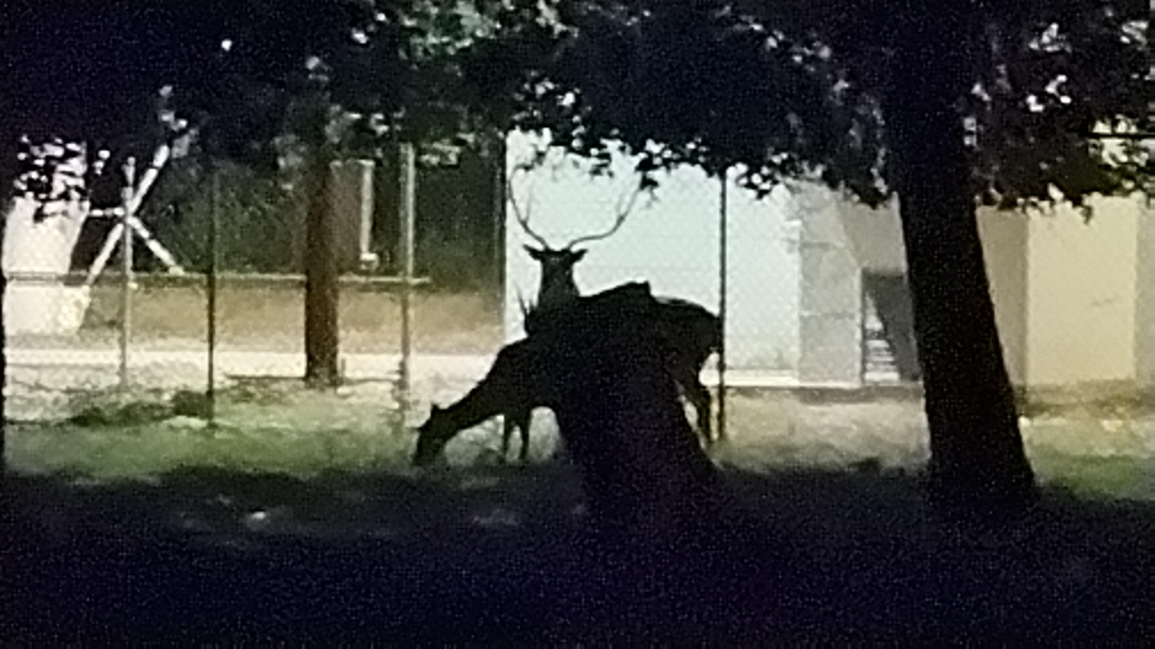 Axis deer | Scrolller