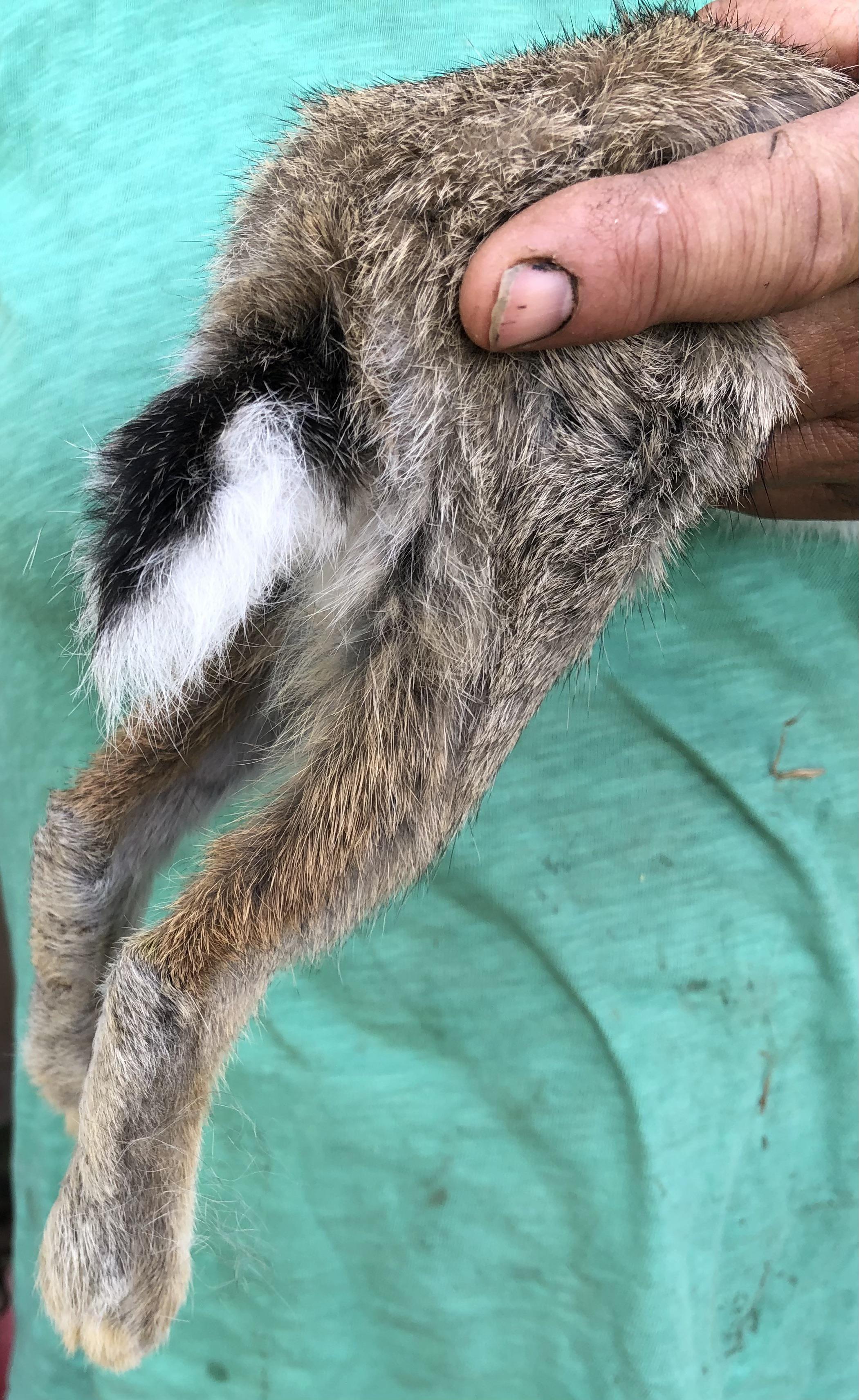 Discover more like Rabbits: Tiny wild baby, rabbit or hare? and Related Content | Scrolller