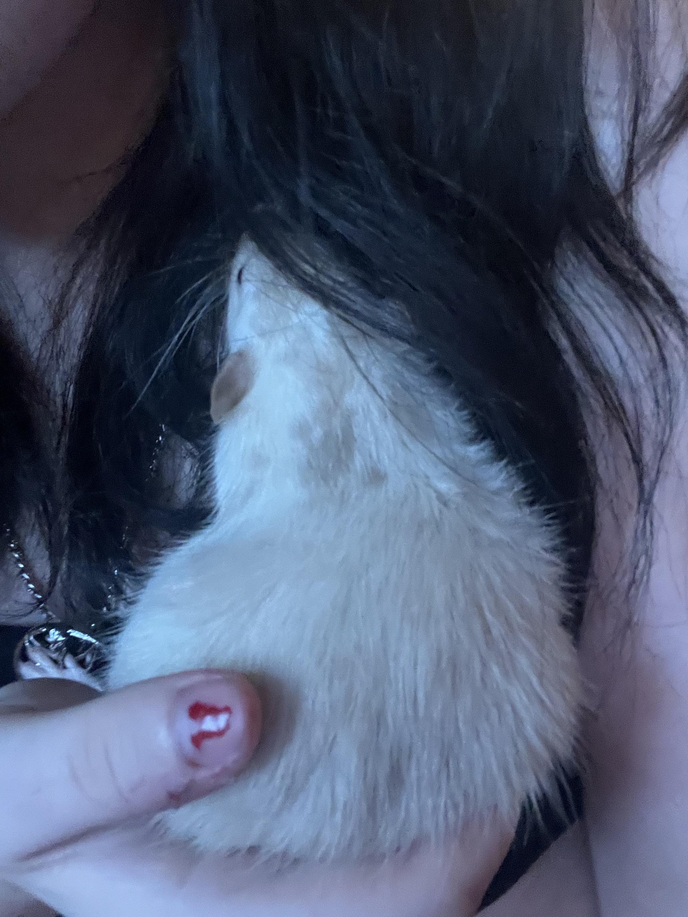 Pure chonk | Scrolller