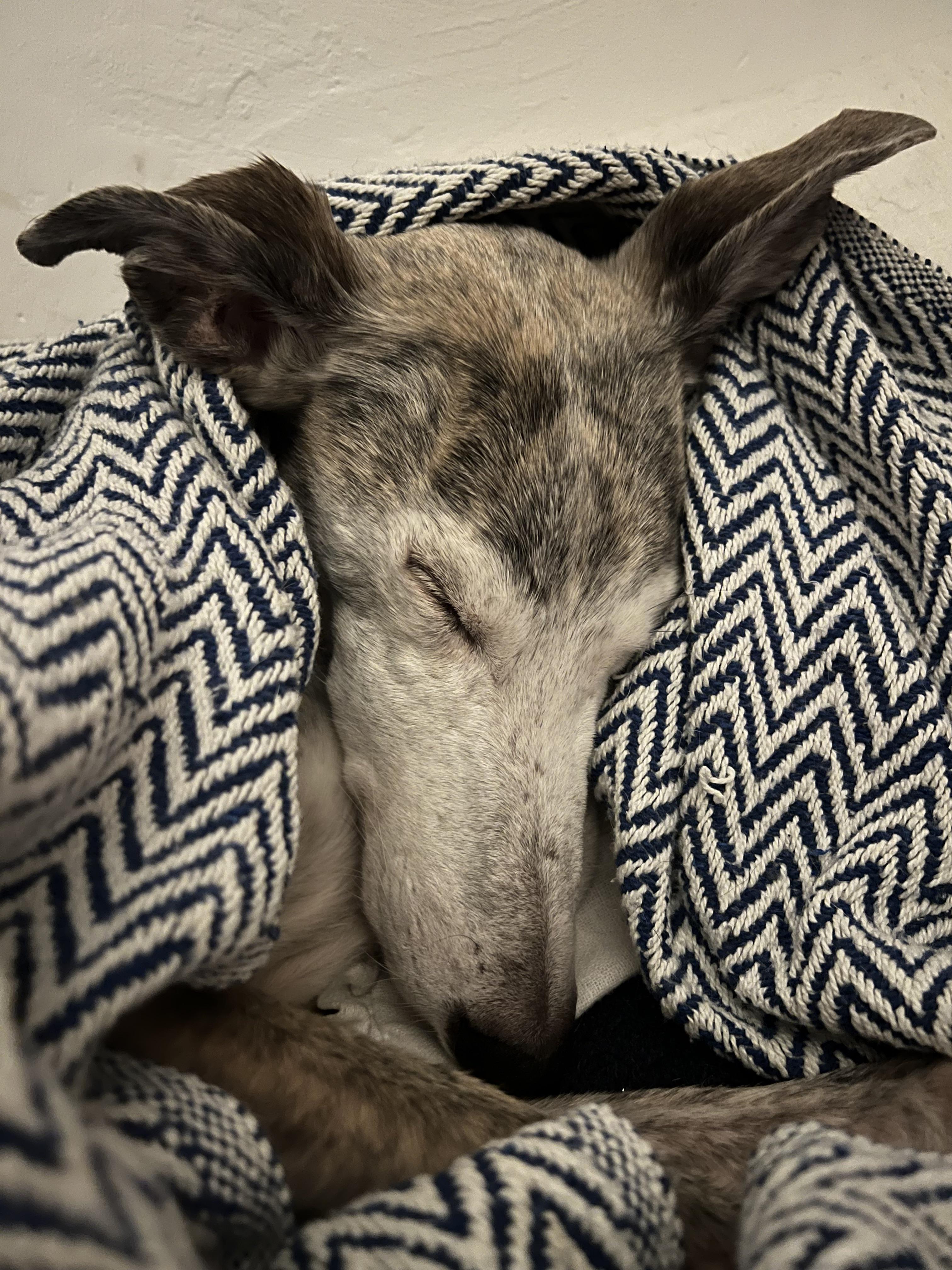 The Grand Emerging of the Hound | Scrolller