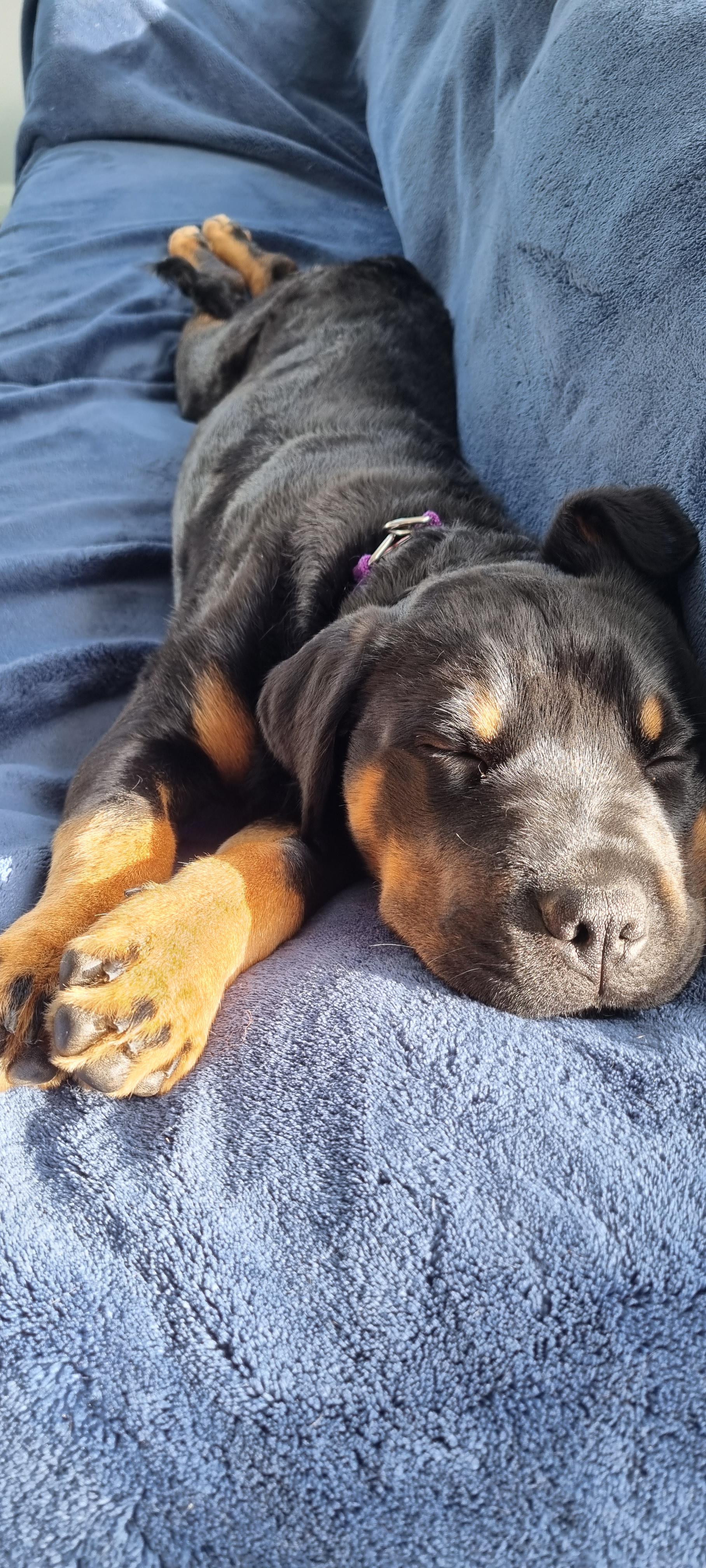 Introducing Ruby | Scrolller