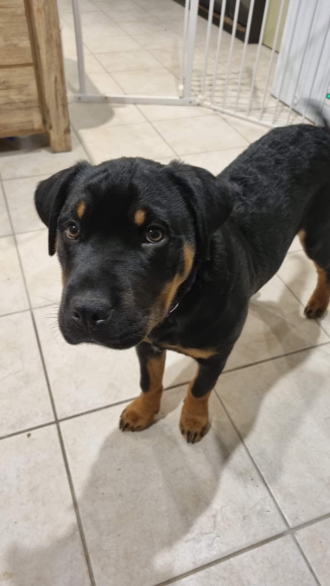 Introducing Ruby | Scrolller