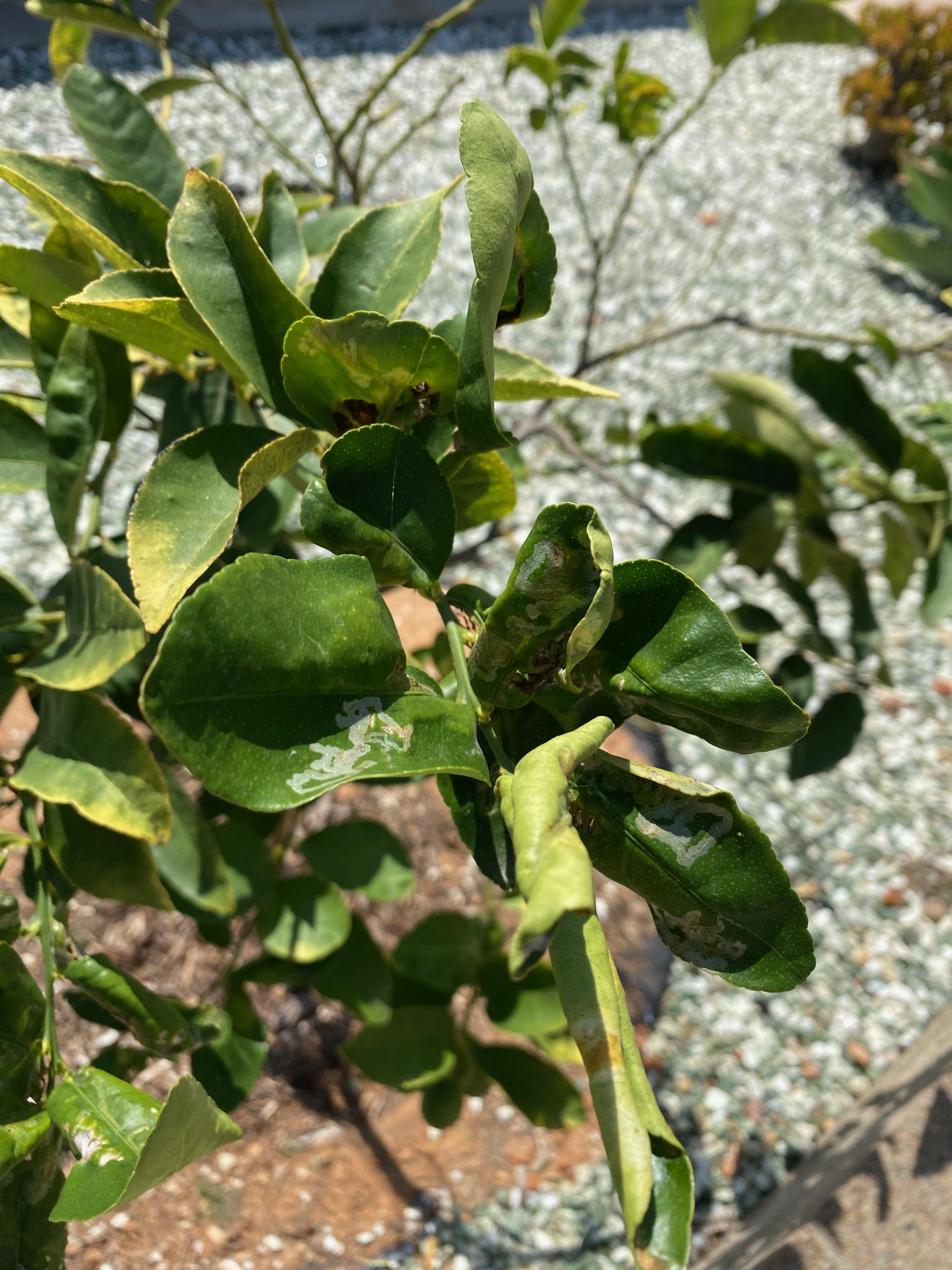 Persian lime tree leaves look odd | Scrolller