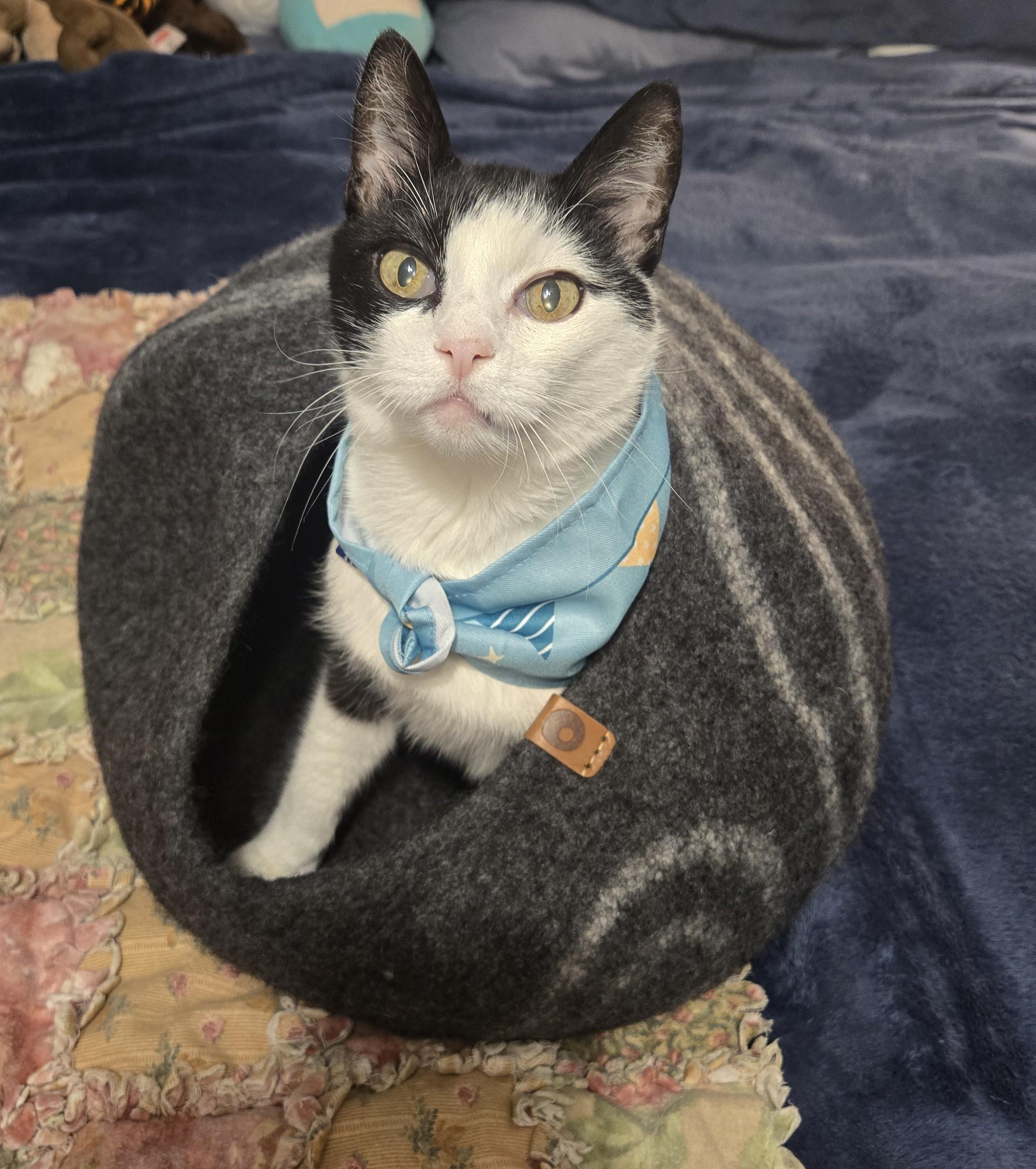 Happy Birthday Oreo! | Scrolller