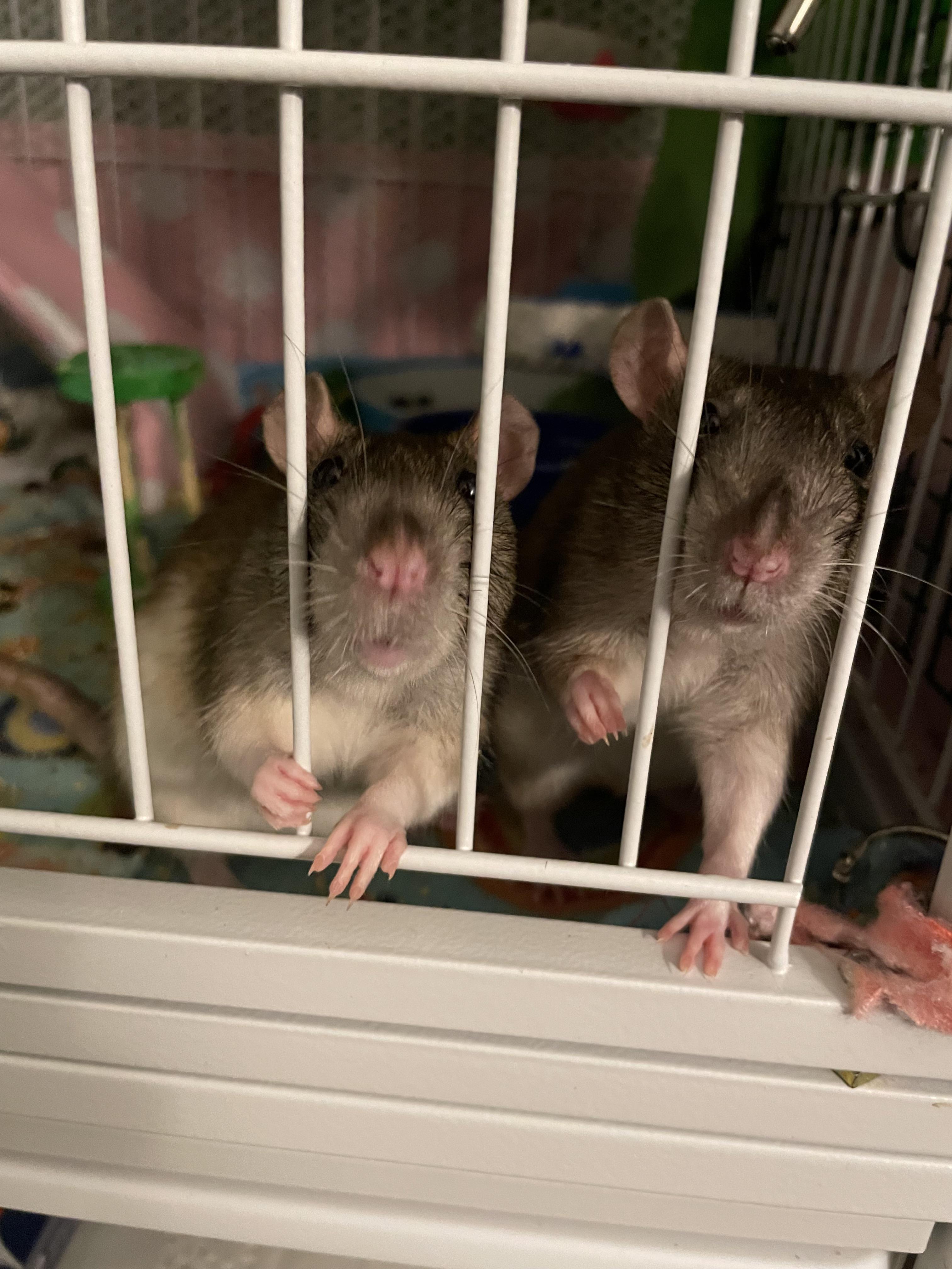 Farewell Yogies :’( | Scrolller