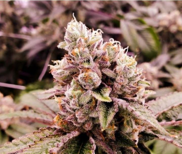 Is it accurate to trust your highness? | Scrolller