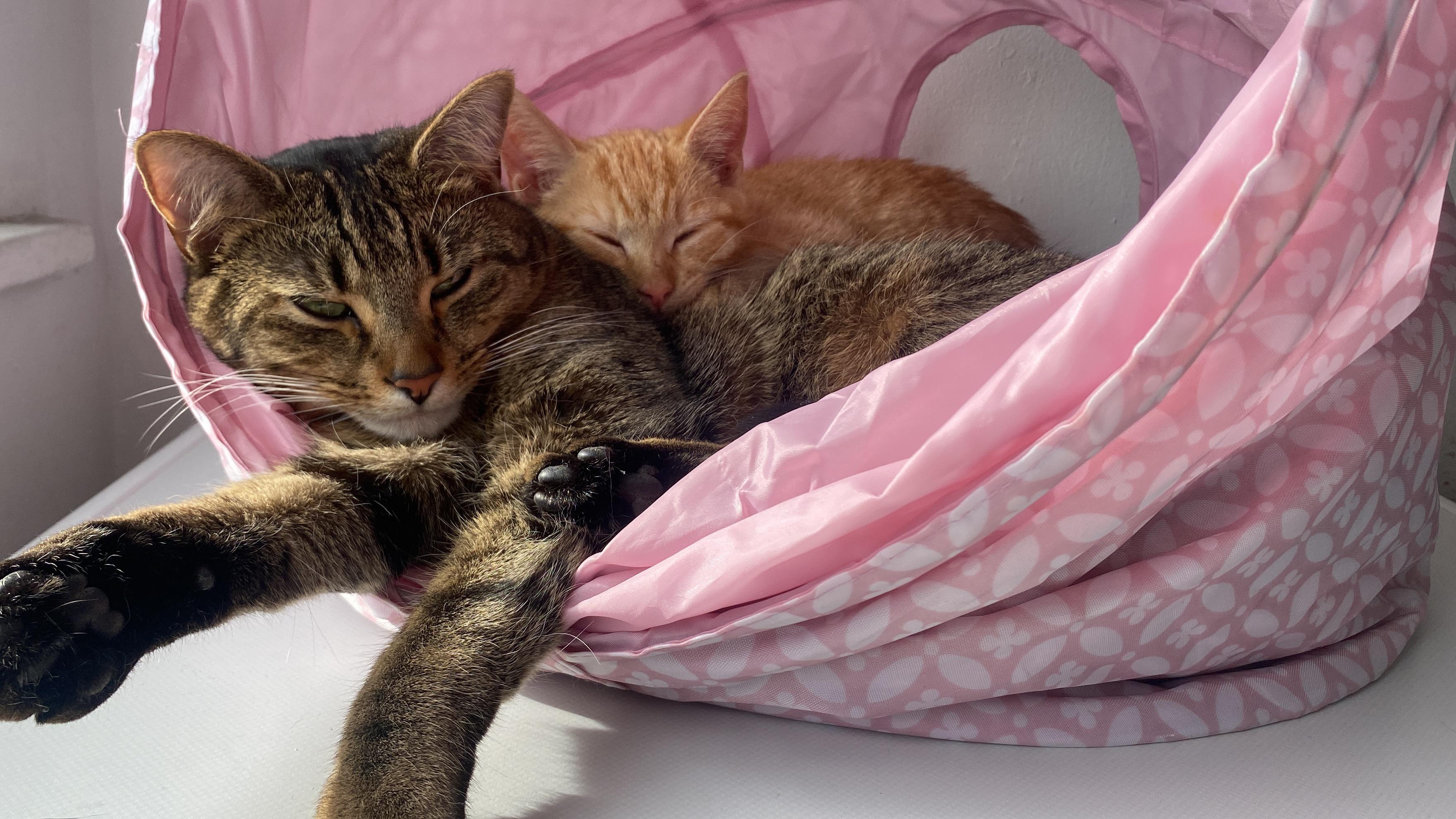 Meet Luna and Milo🧡🤎 | Scrolller