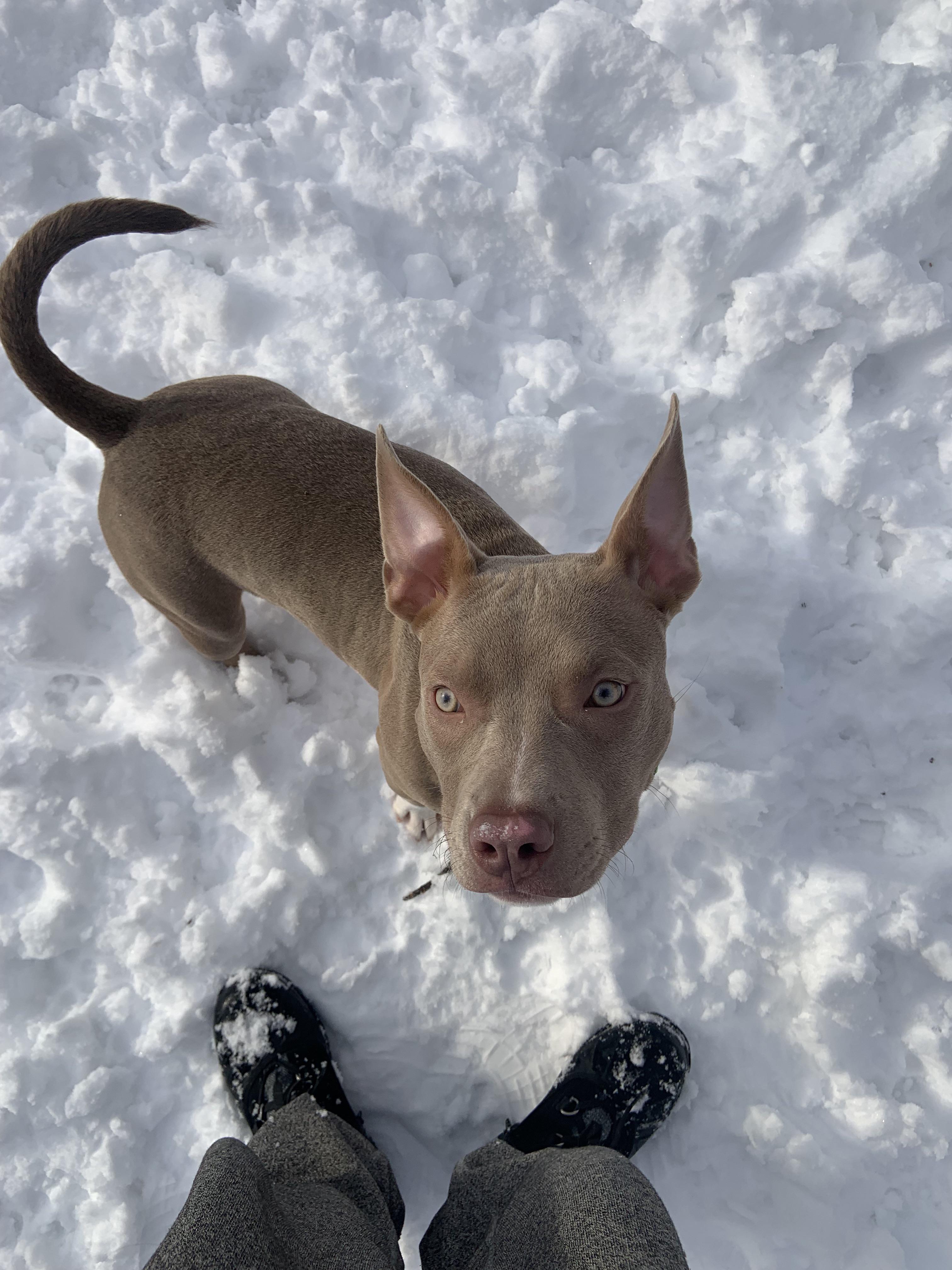 Discover more like Aww: Snow dog (OC) and Related Content | Scrolller