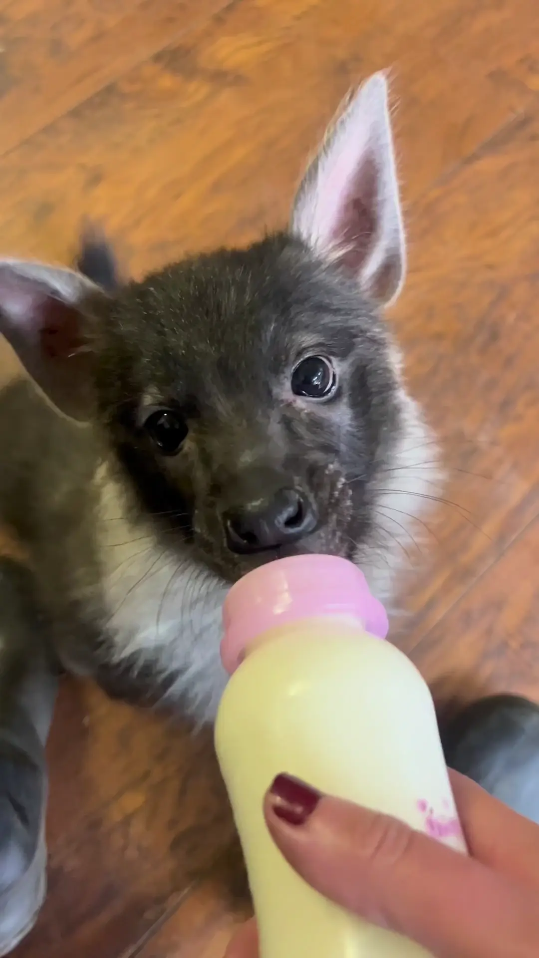 Lunchtime with Xena the Brown Hyena | Scrolller