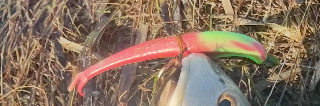 Lure identification | Scrolller