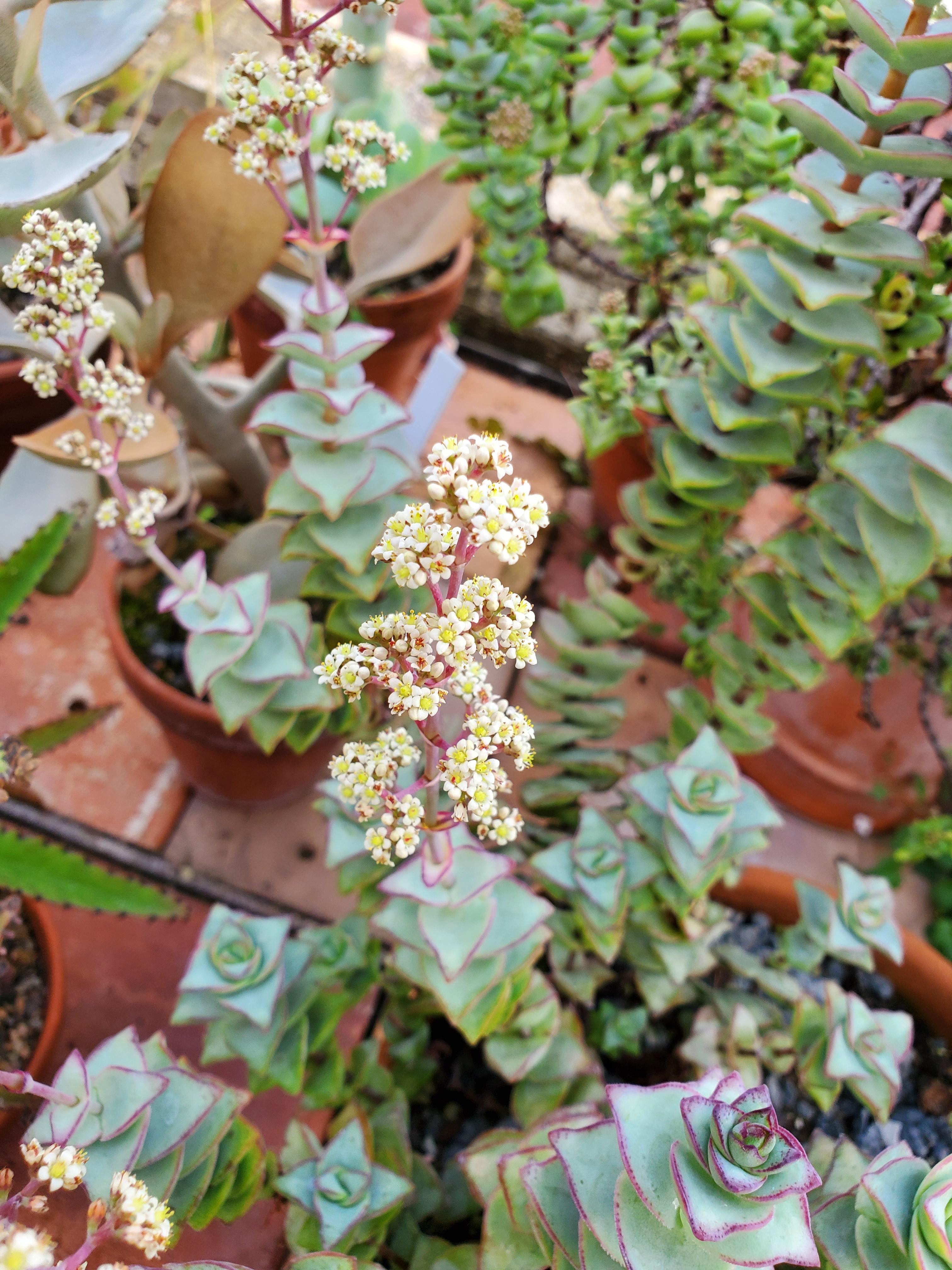 Crassula perforata university specimen in bloom | Scrolller