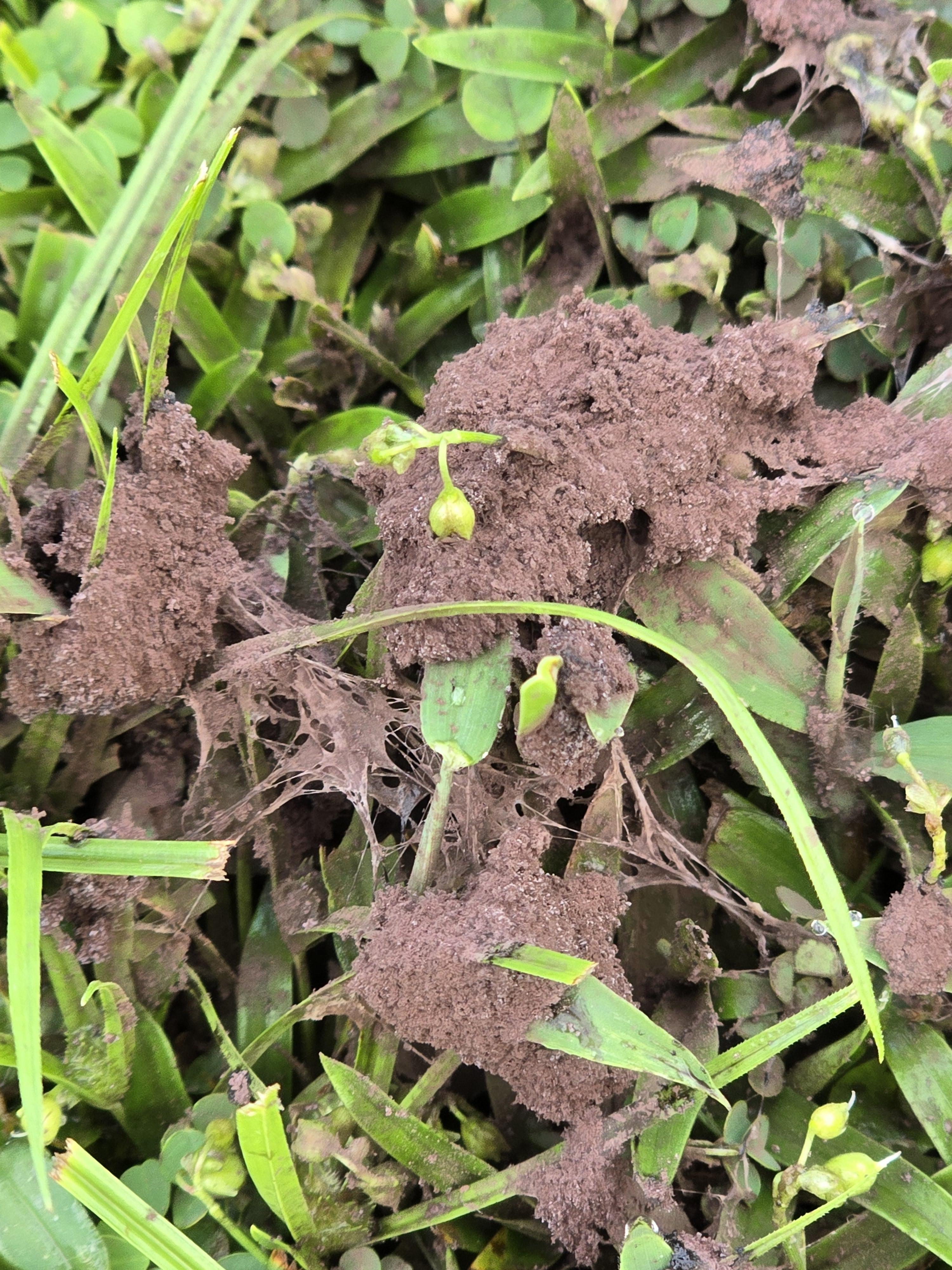 Discover more like Whatisthis: Weird looking mold? and Related Content | Scrolller