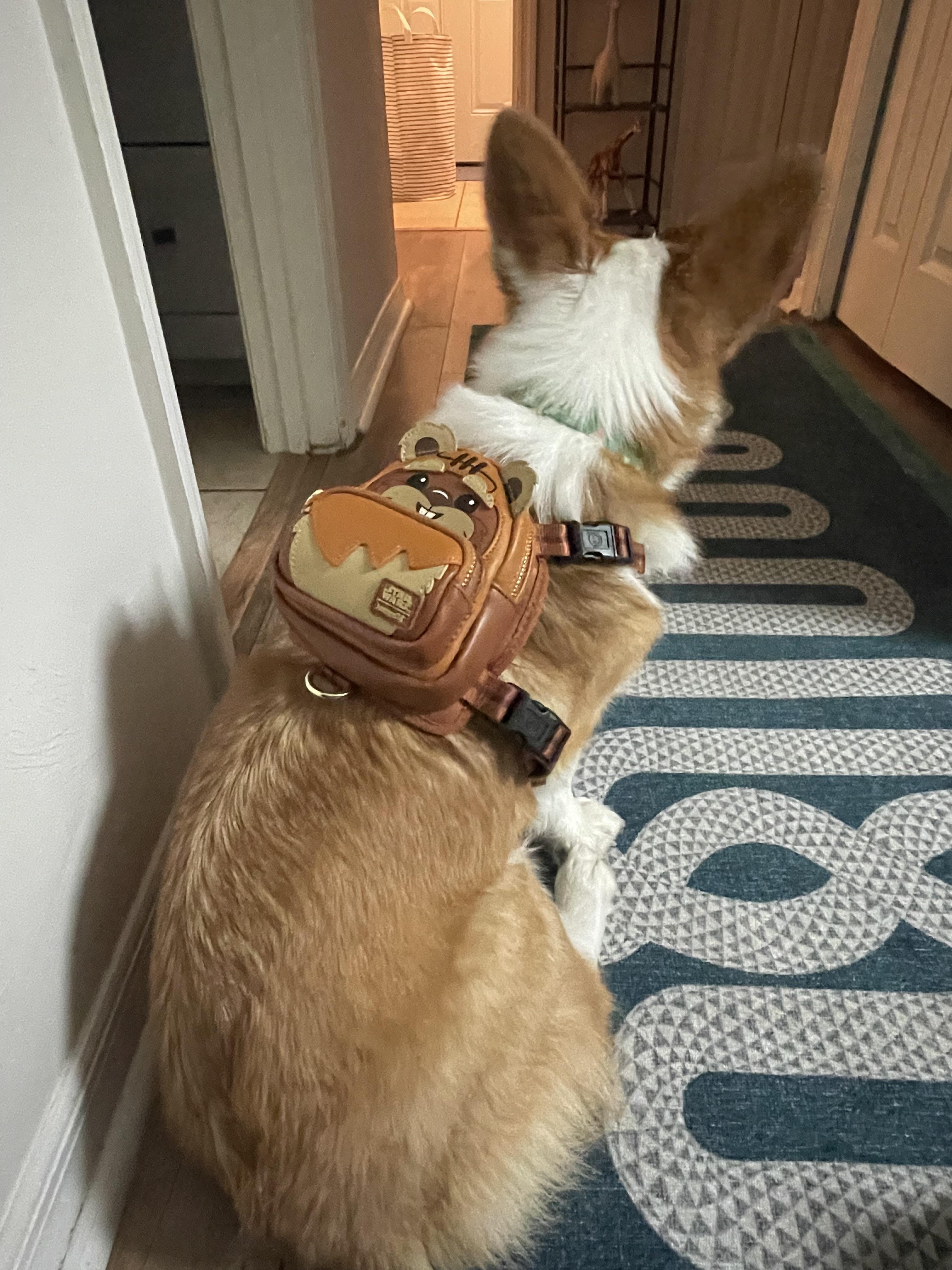Dog backpack | Scrolller